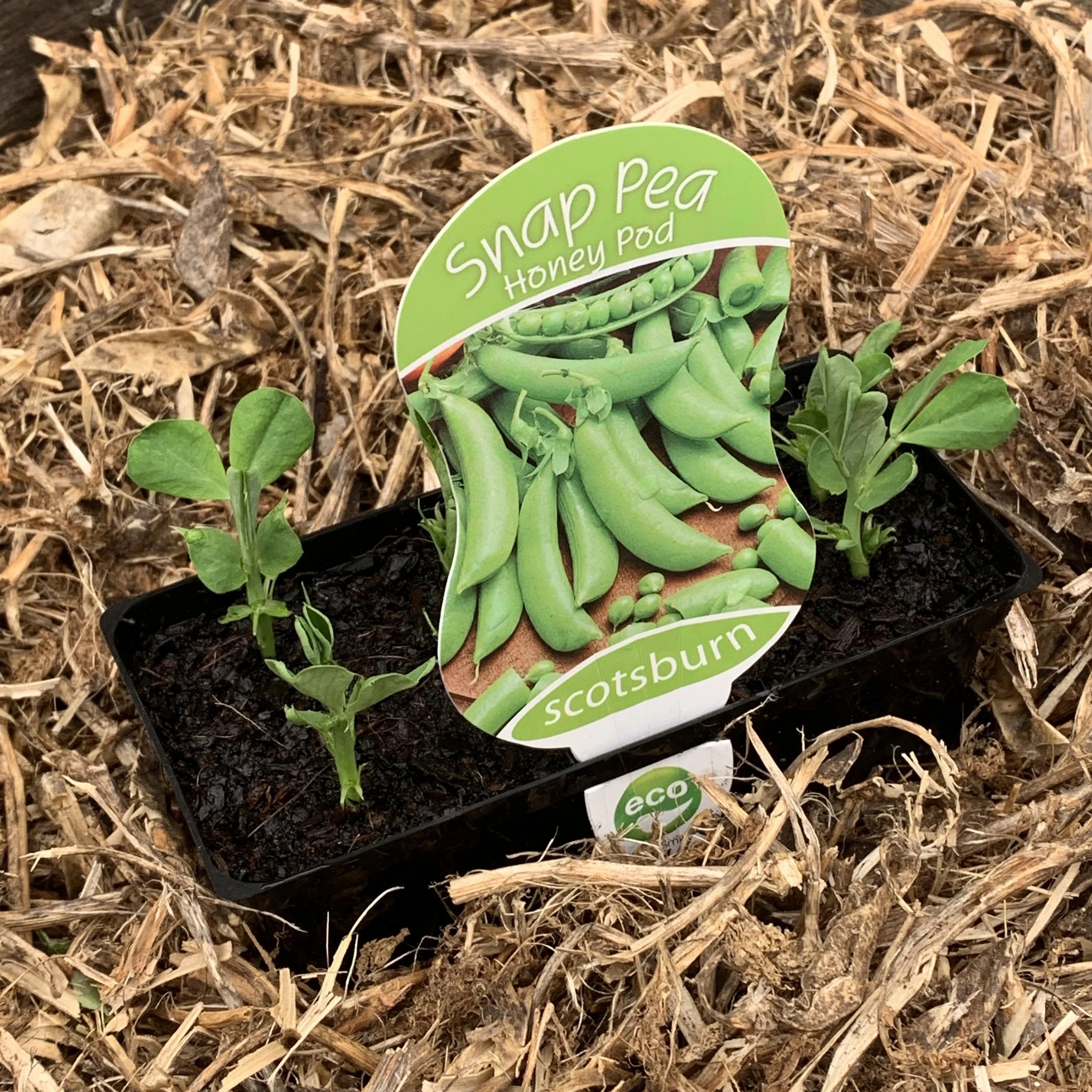 Snap Pea ‘Honey Pod’ – Northcote Nursery
