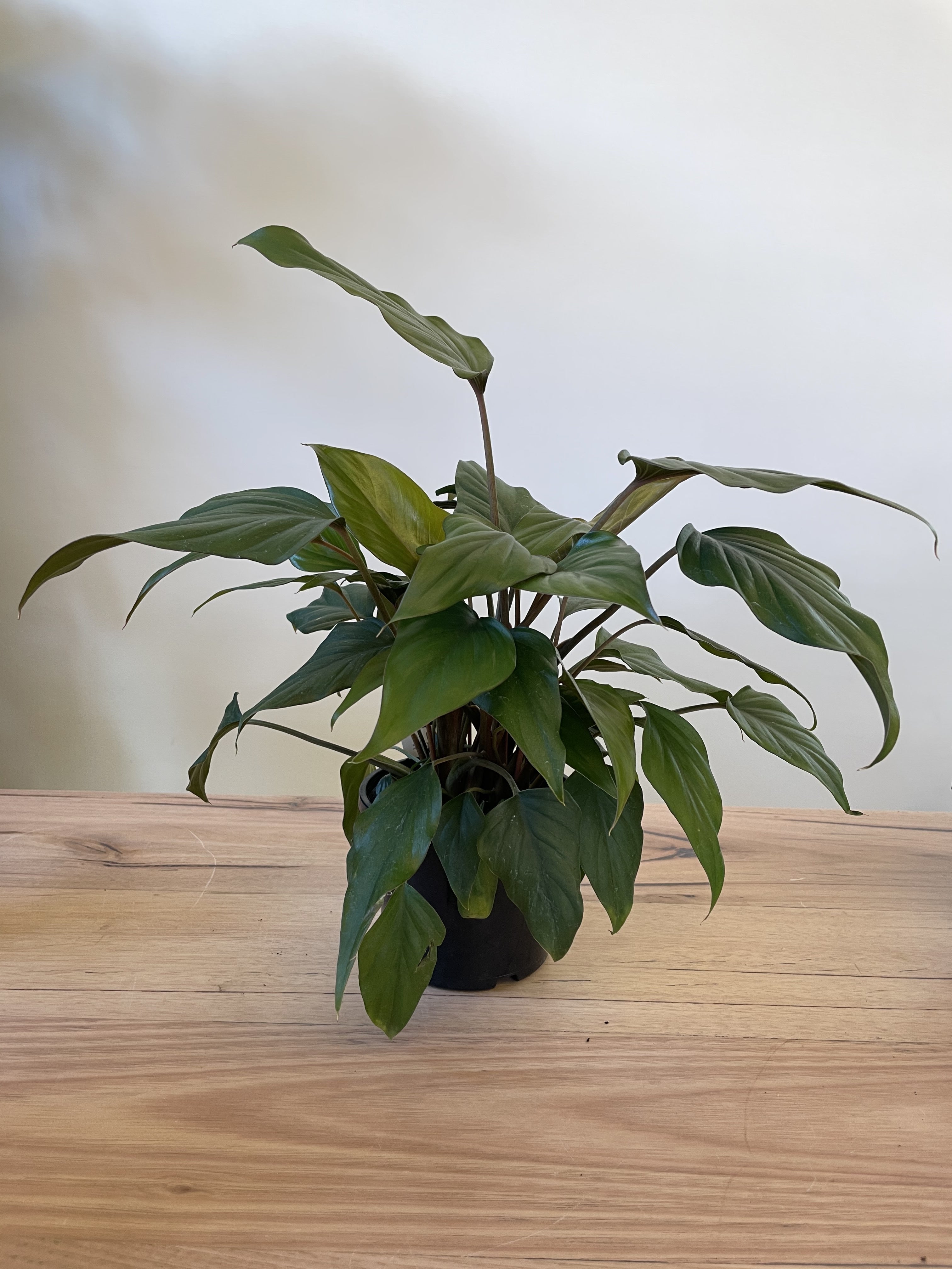 Homalomena sp. – Northcote Nursery