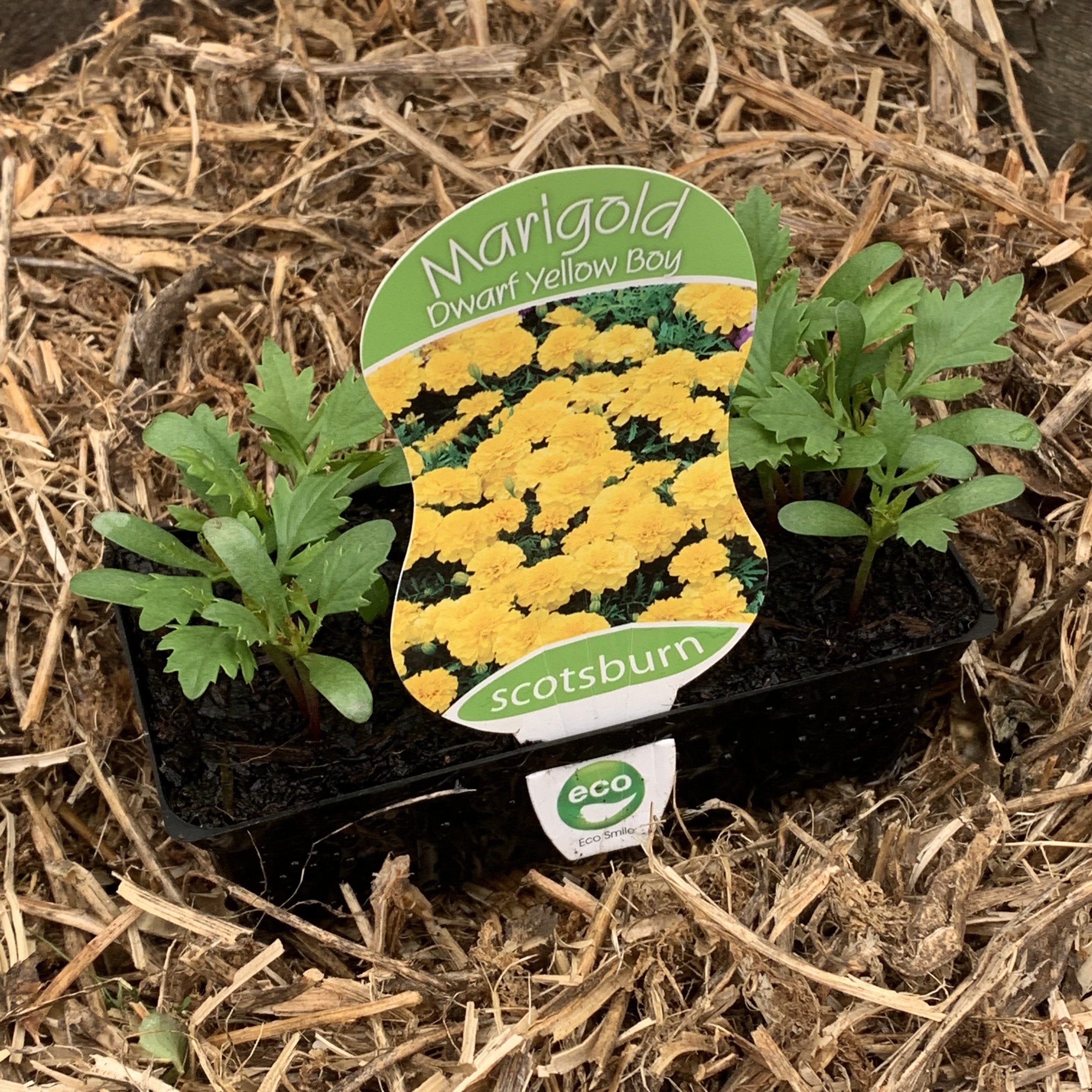 Marigold ‘Dwarf Yellow Boy’ – Northcote Nursery