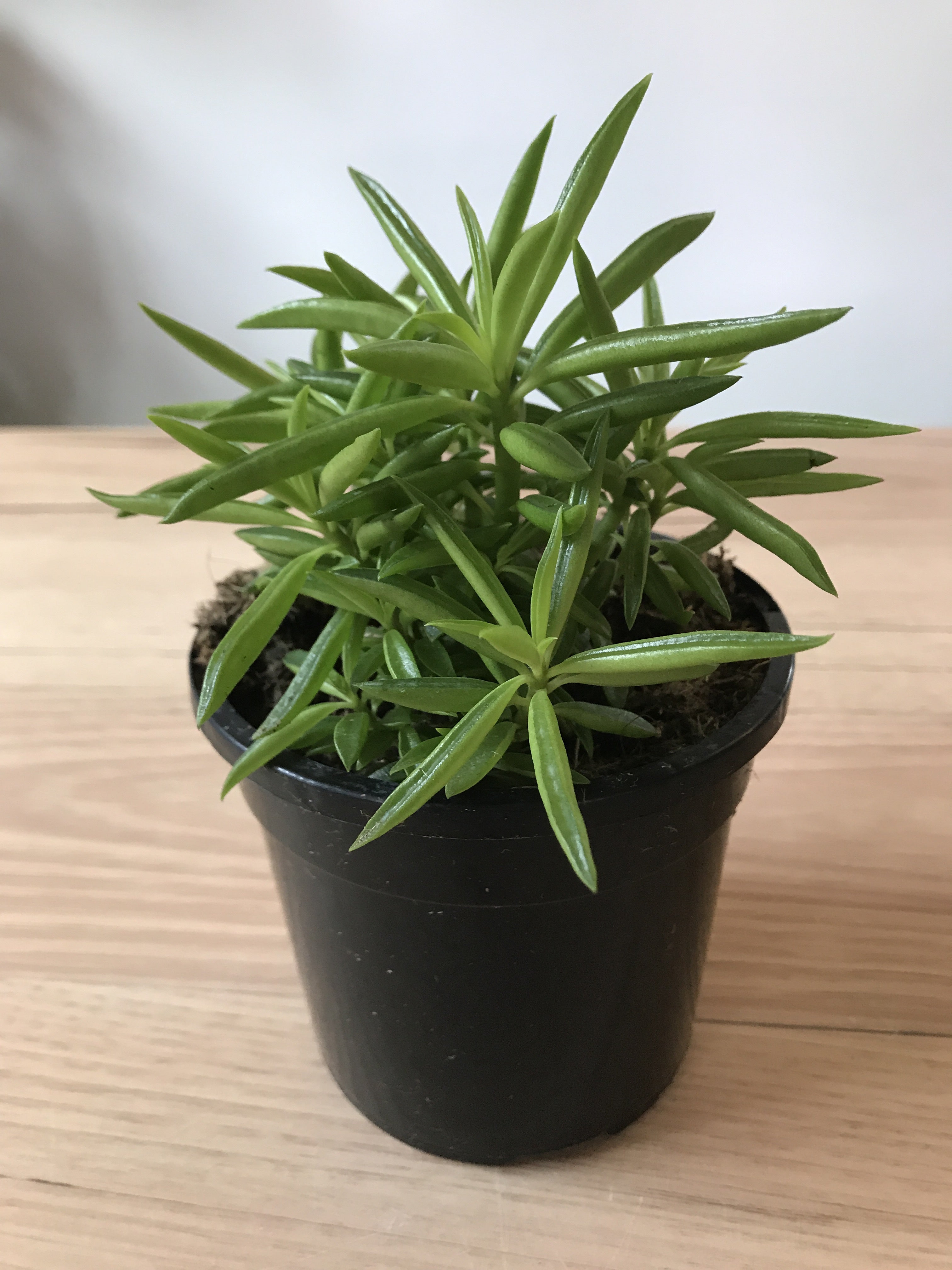 Peperomia ferrayrae 'Happy Bean' – Northcote Nursery