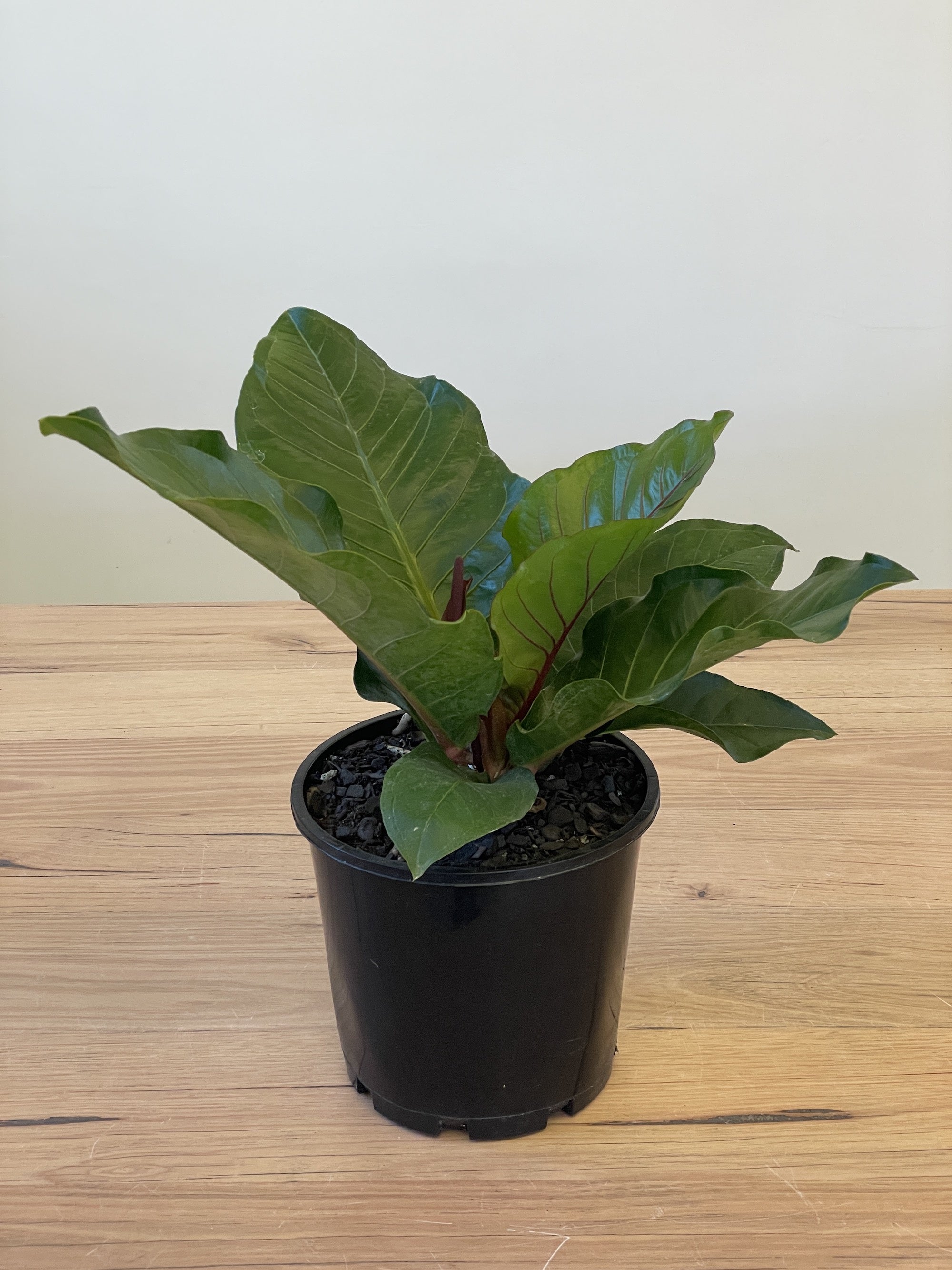 Anthurium hookeri 'Pink Ruffles' – Northcote Nursery