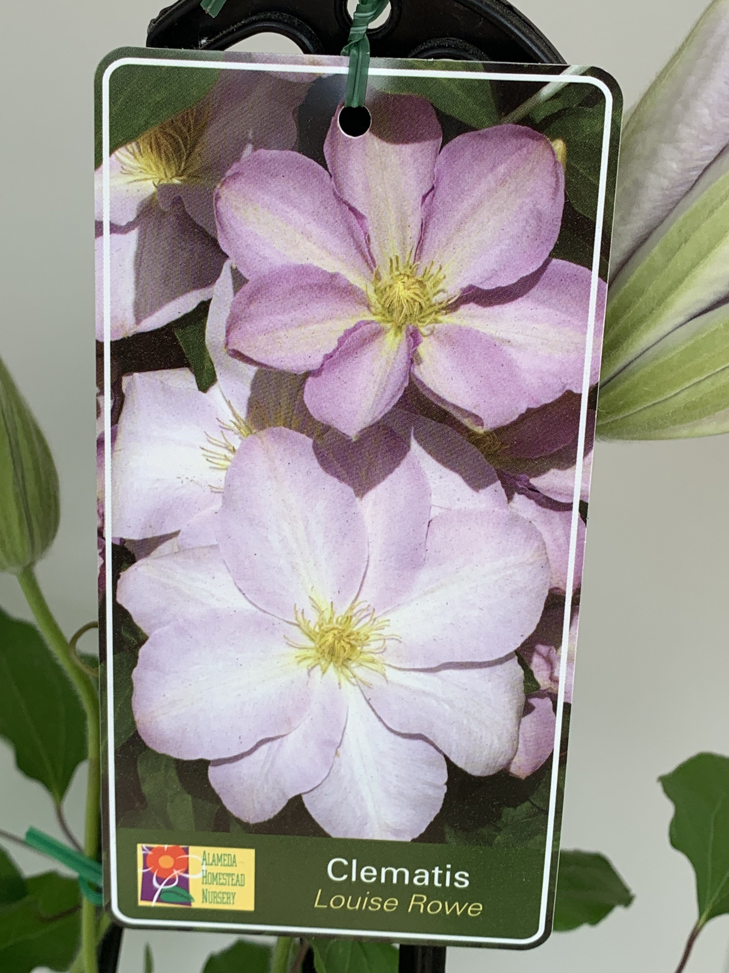 Clematis ‘Louise Rowe’ – Northcote Nursery