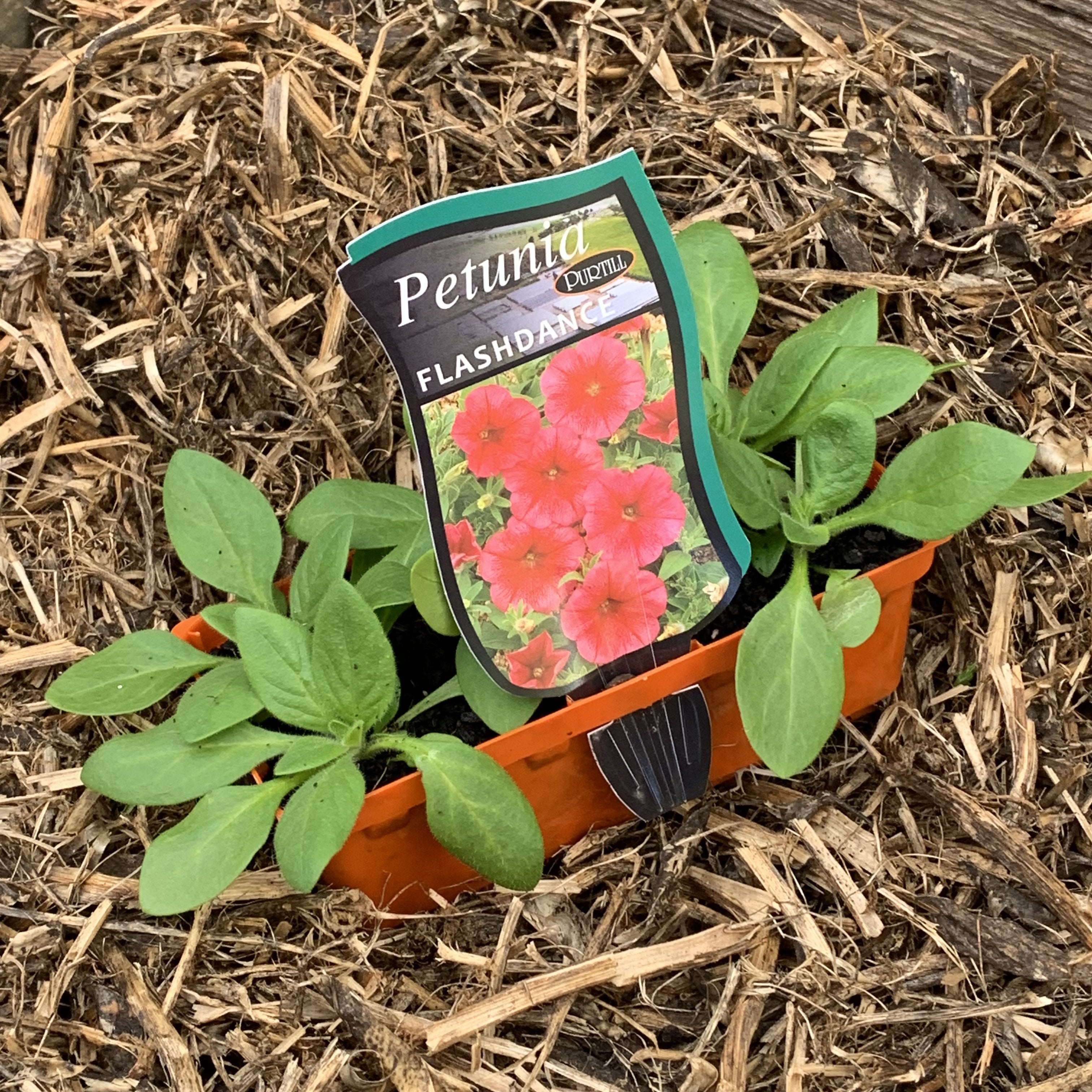Petunia 'Flashdance' – Northcote Nursery