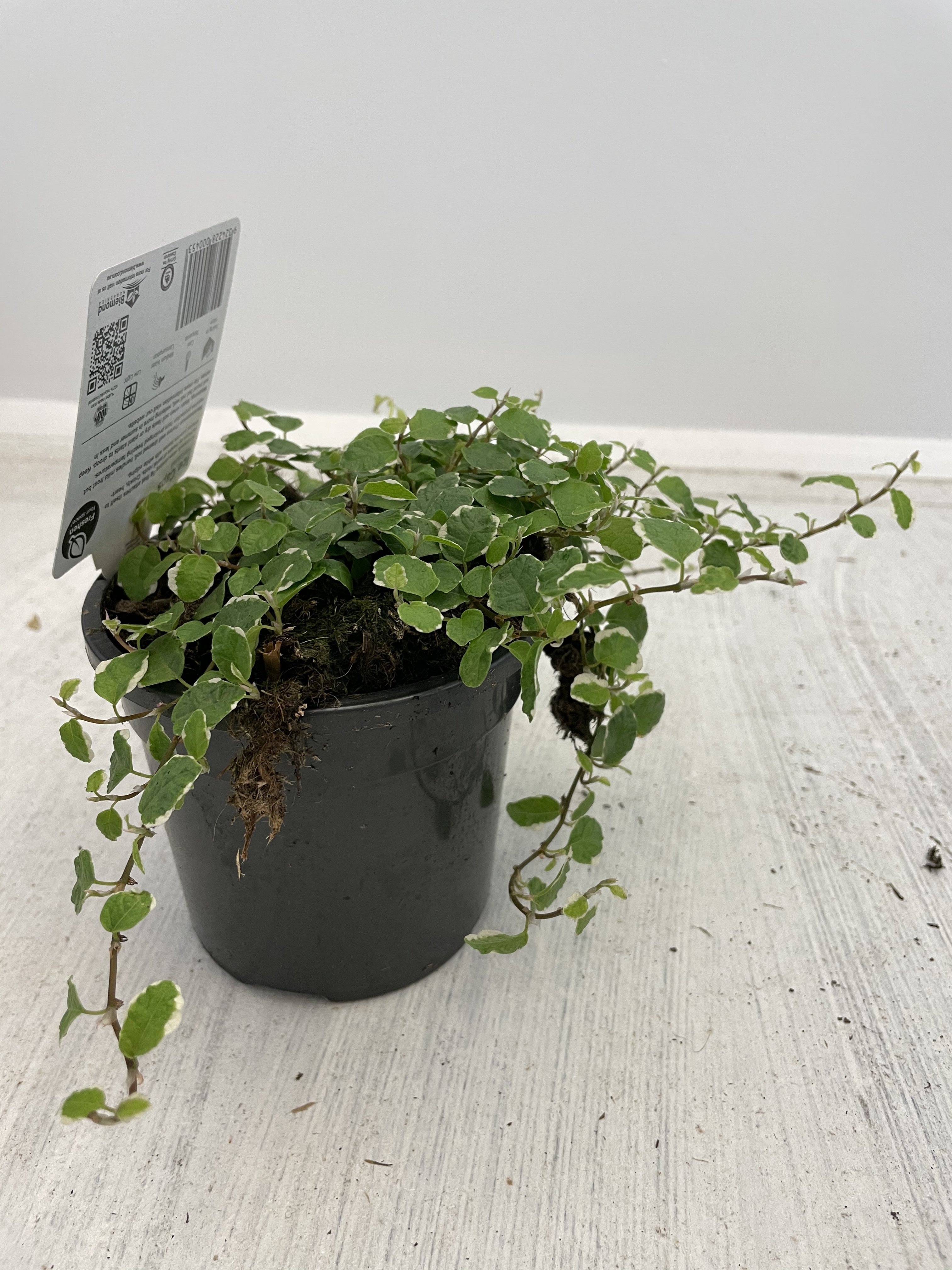 Ficus pumila 'Ice Caps' – Northcote Nursery