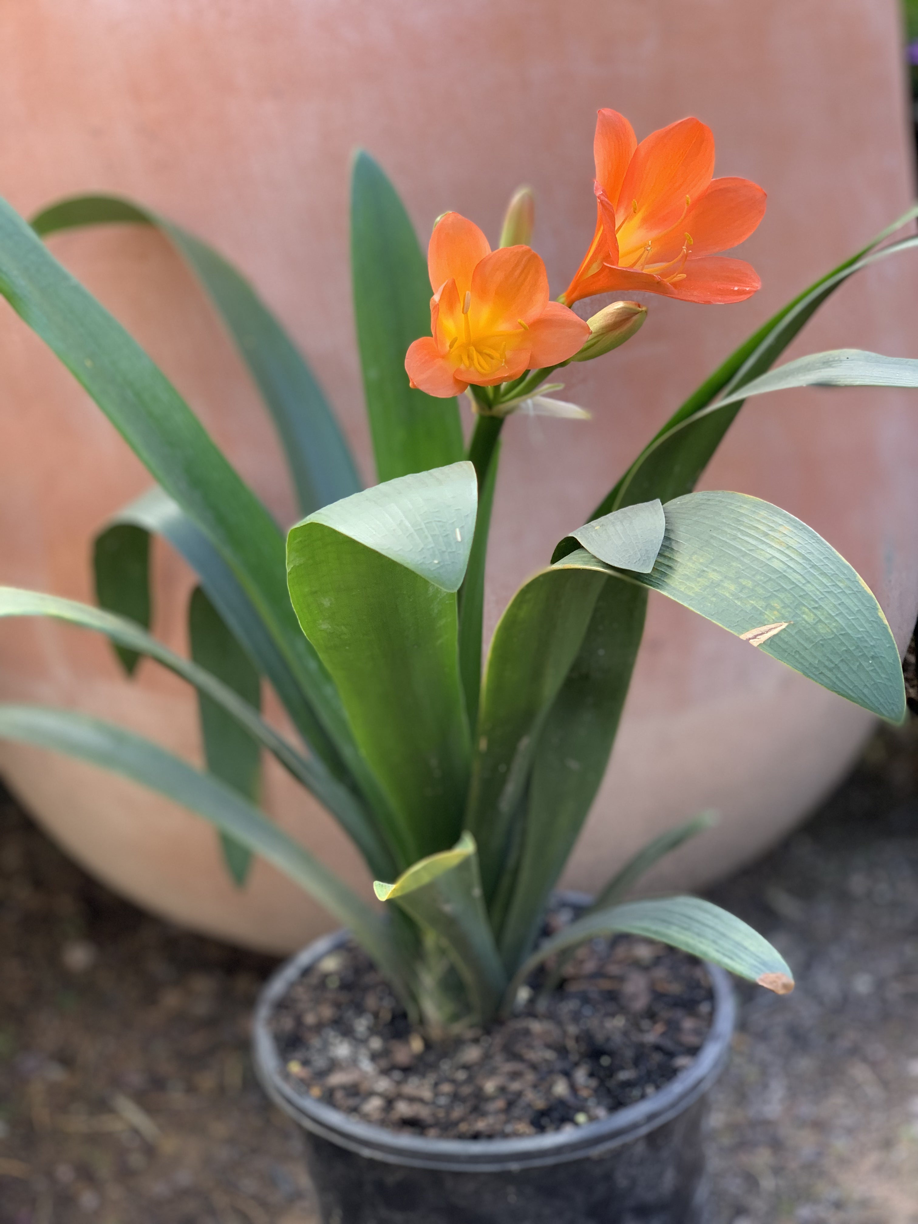 Clivia miniata Orange – Northcote Nursery