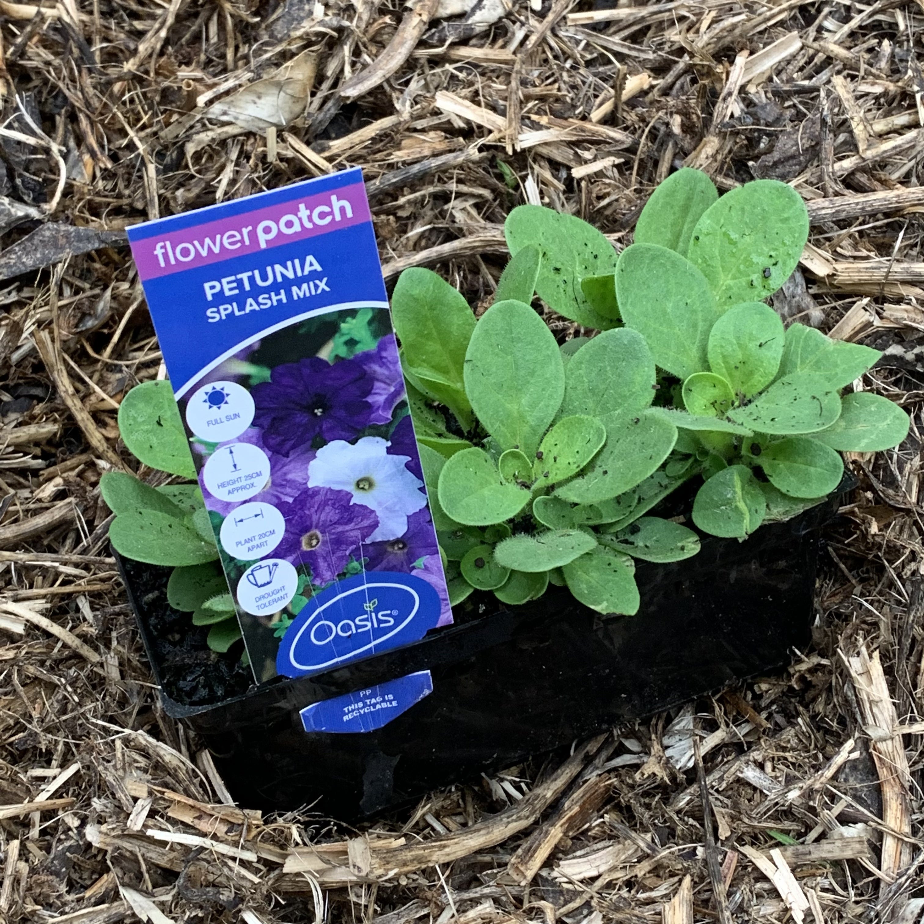 Petunia ‘Splash Mix’ – Northcote Nursery