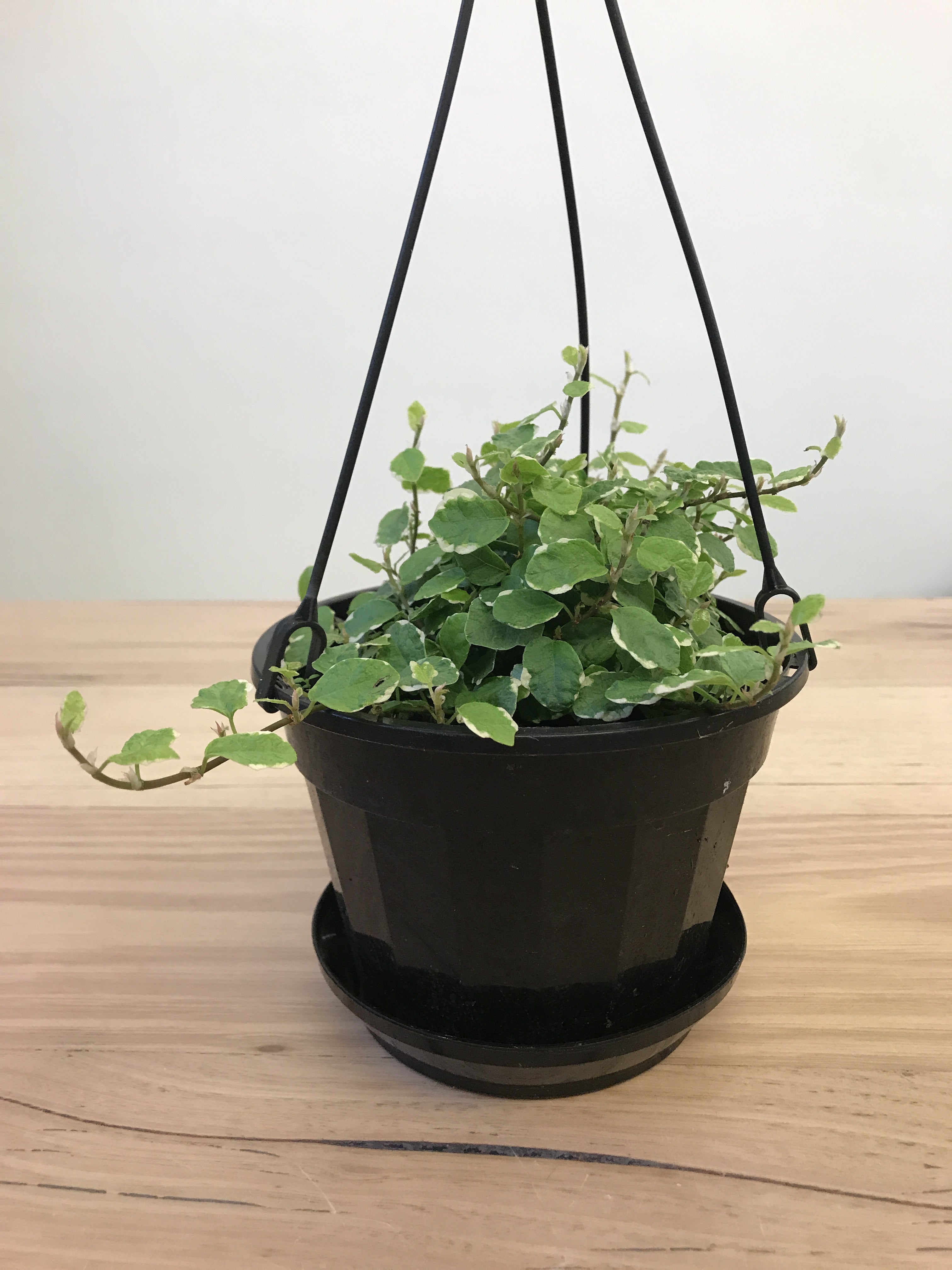 Ficus pumila 'Frosty' – Northcote Nursery