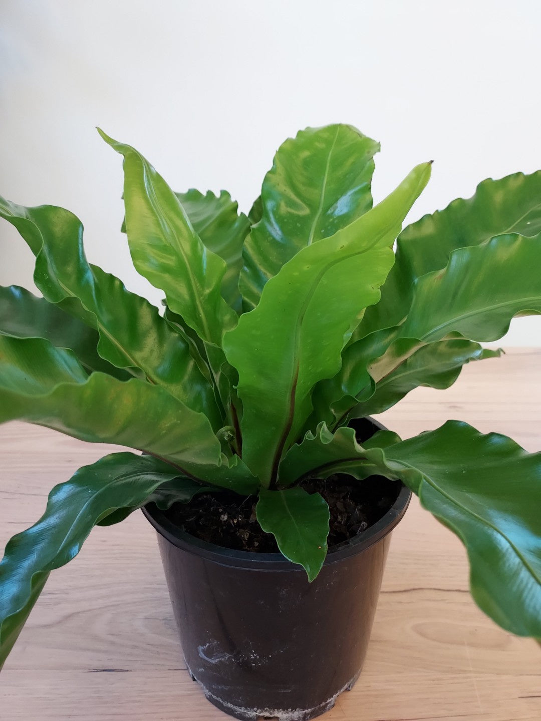 Asplenium australisicum 'Birds Nest Fern' – Northcote Nursery
