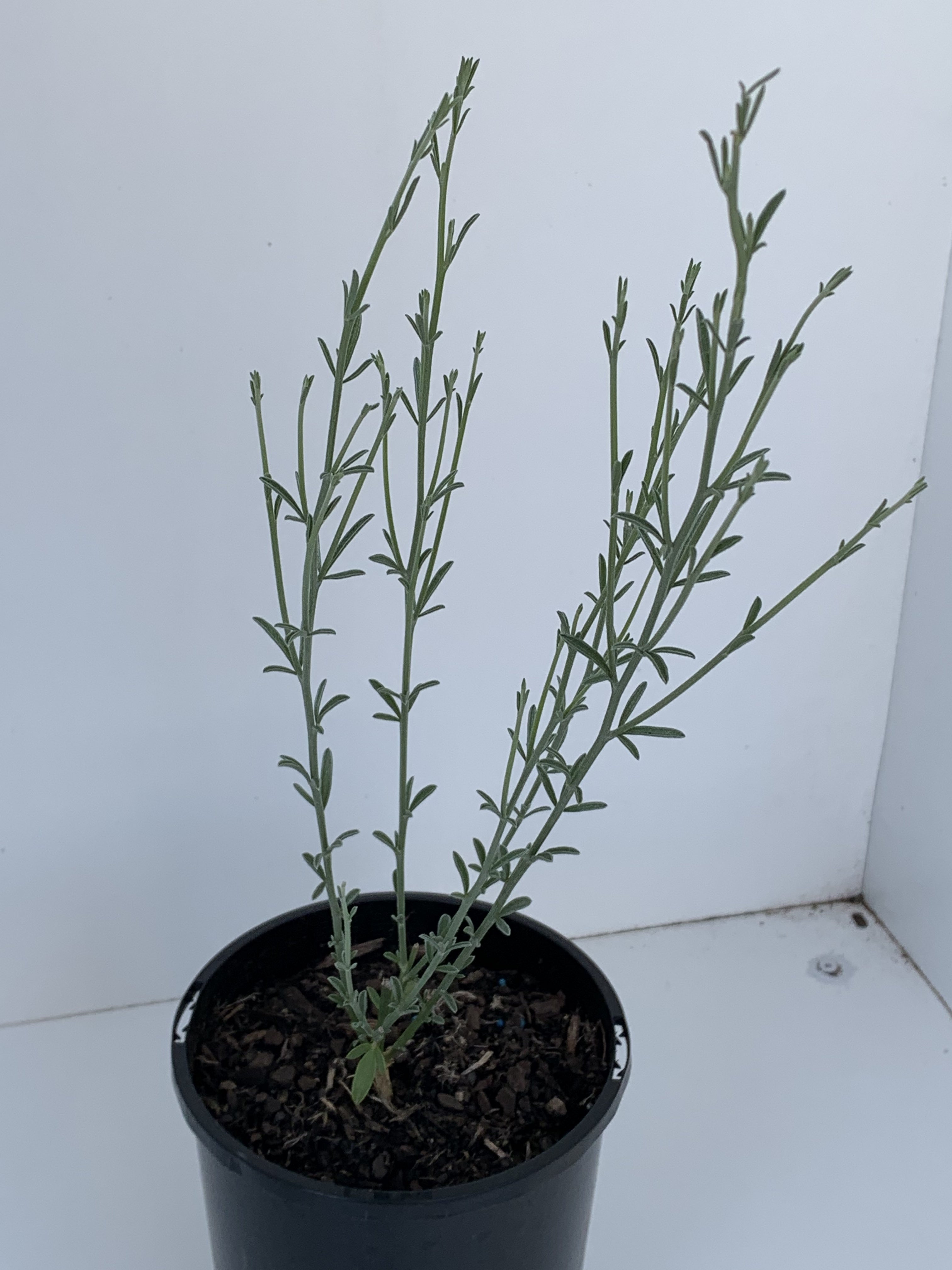 Genista monosperma – Northcote Nursery