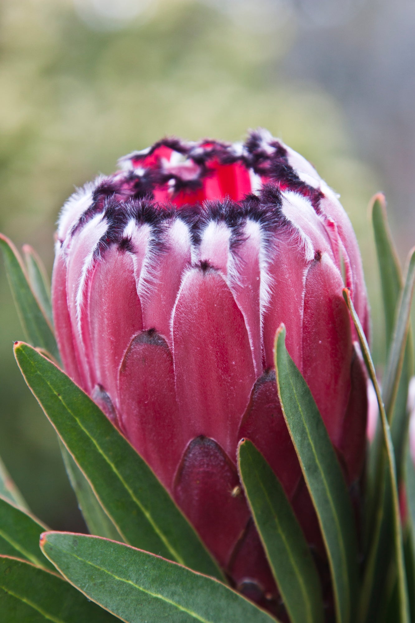 Protea 'Australis Ruby' – Northcote Nursery