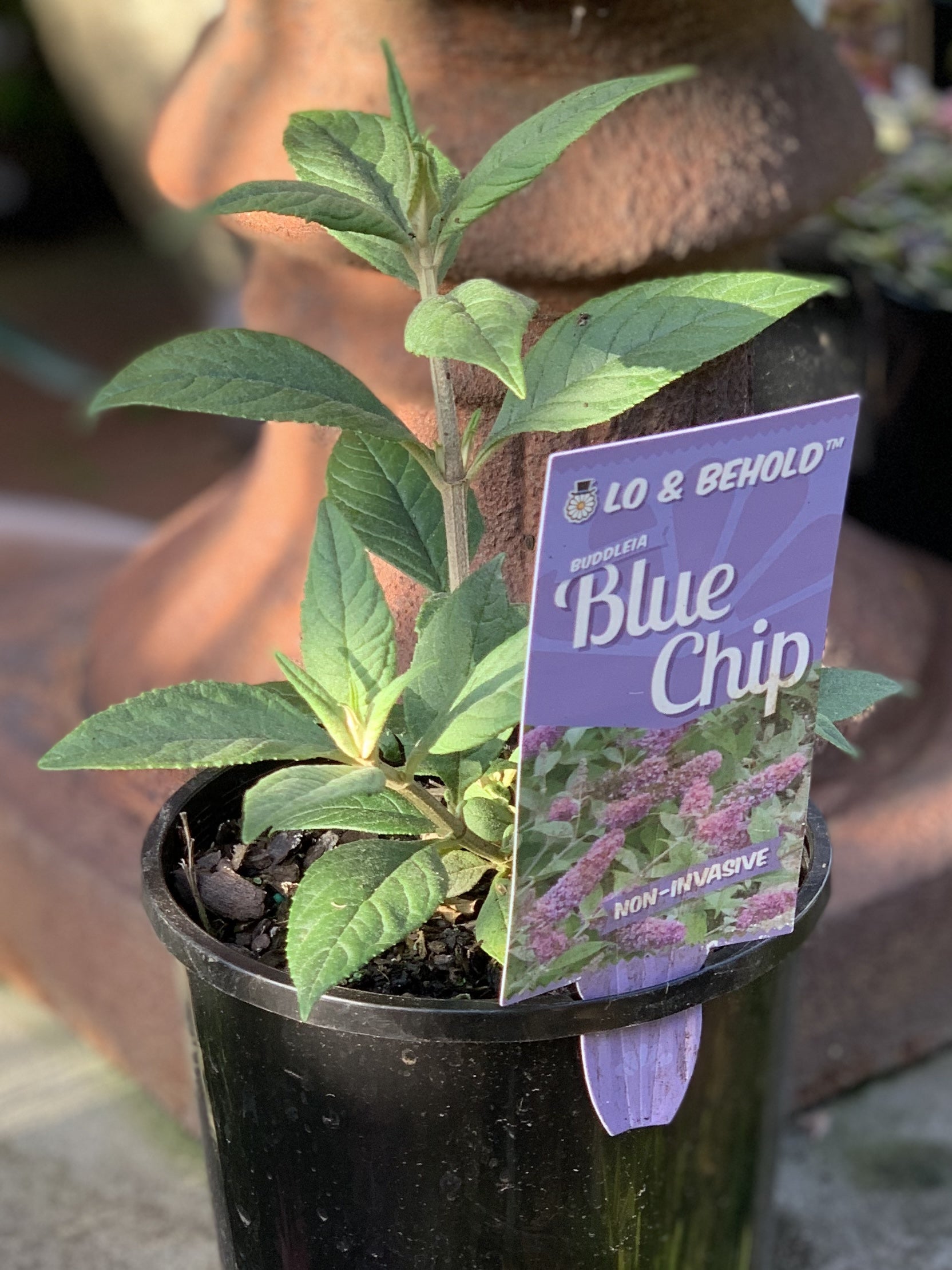 Buddleia 'Blue Chip' – Northcote Nursery
