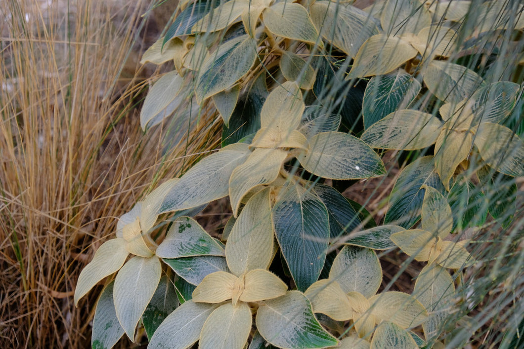 Strobilanthes gossypinus ‘Persian Shield’ – Northcote Nursery