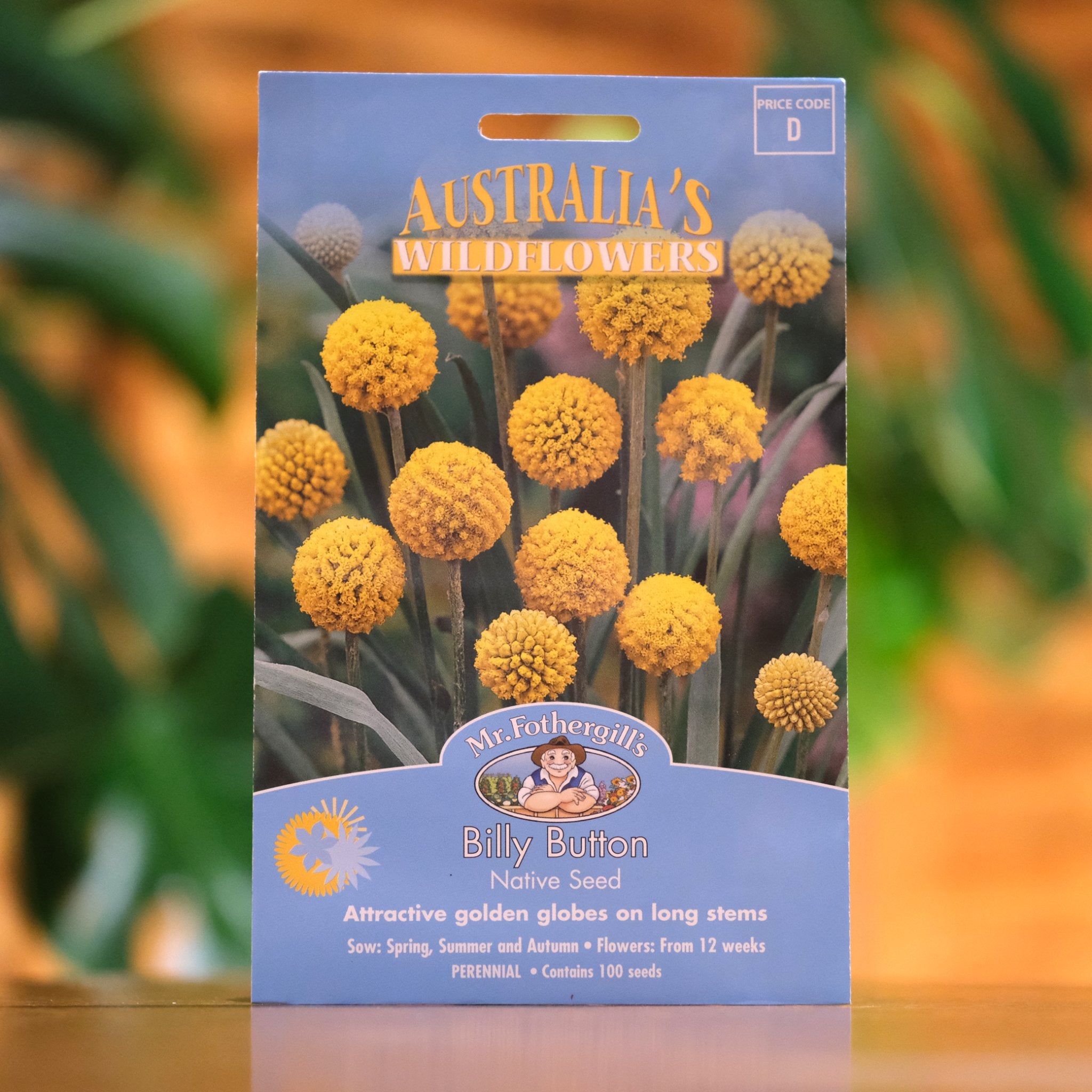 Billy Button seeds – Northcote Nursery