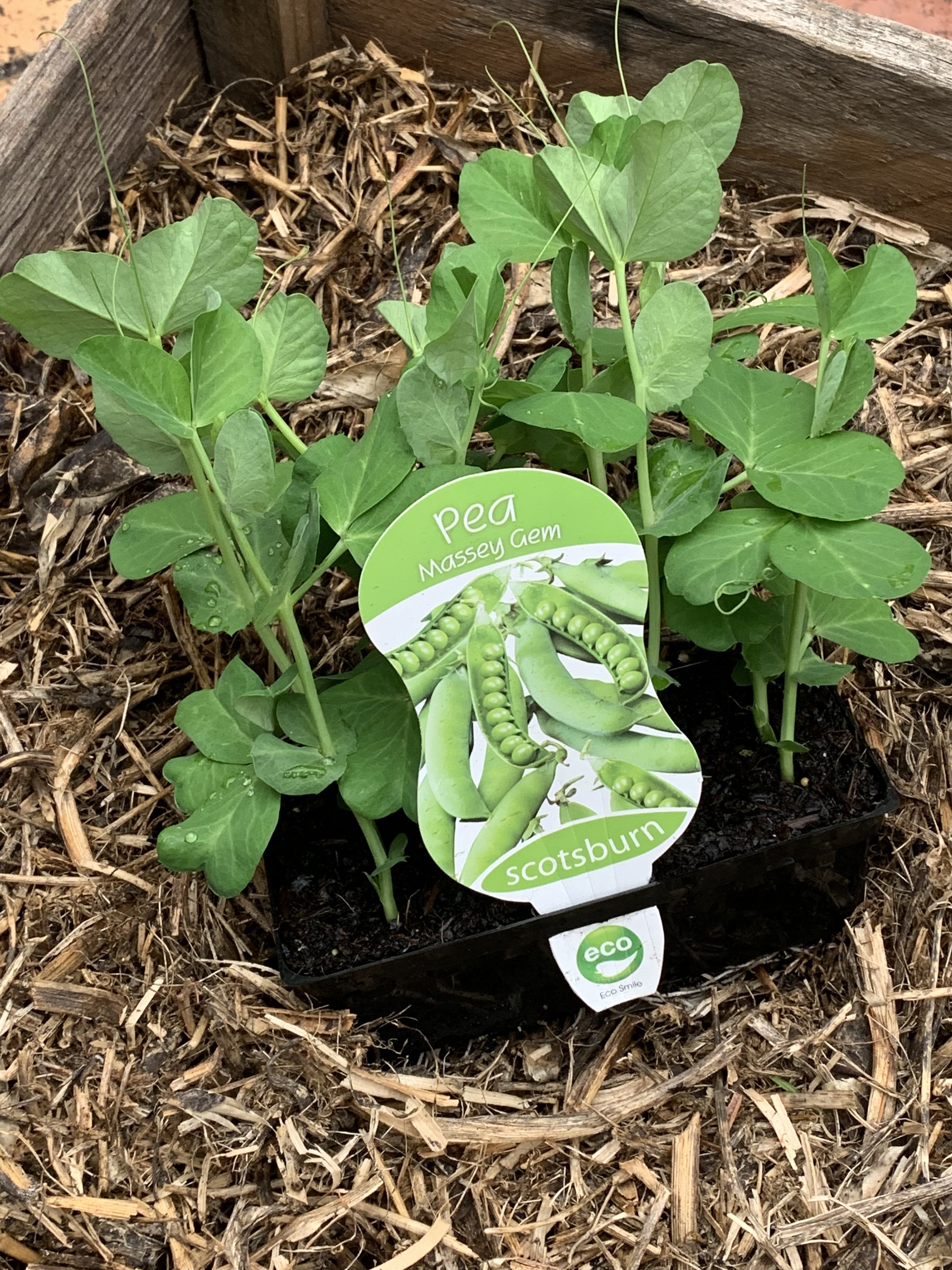 Pea ‘Massey Gem’ – Northcote Nursery