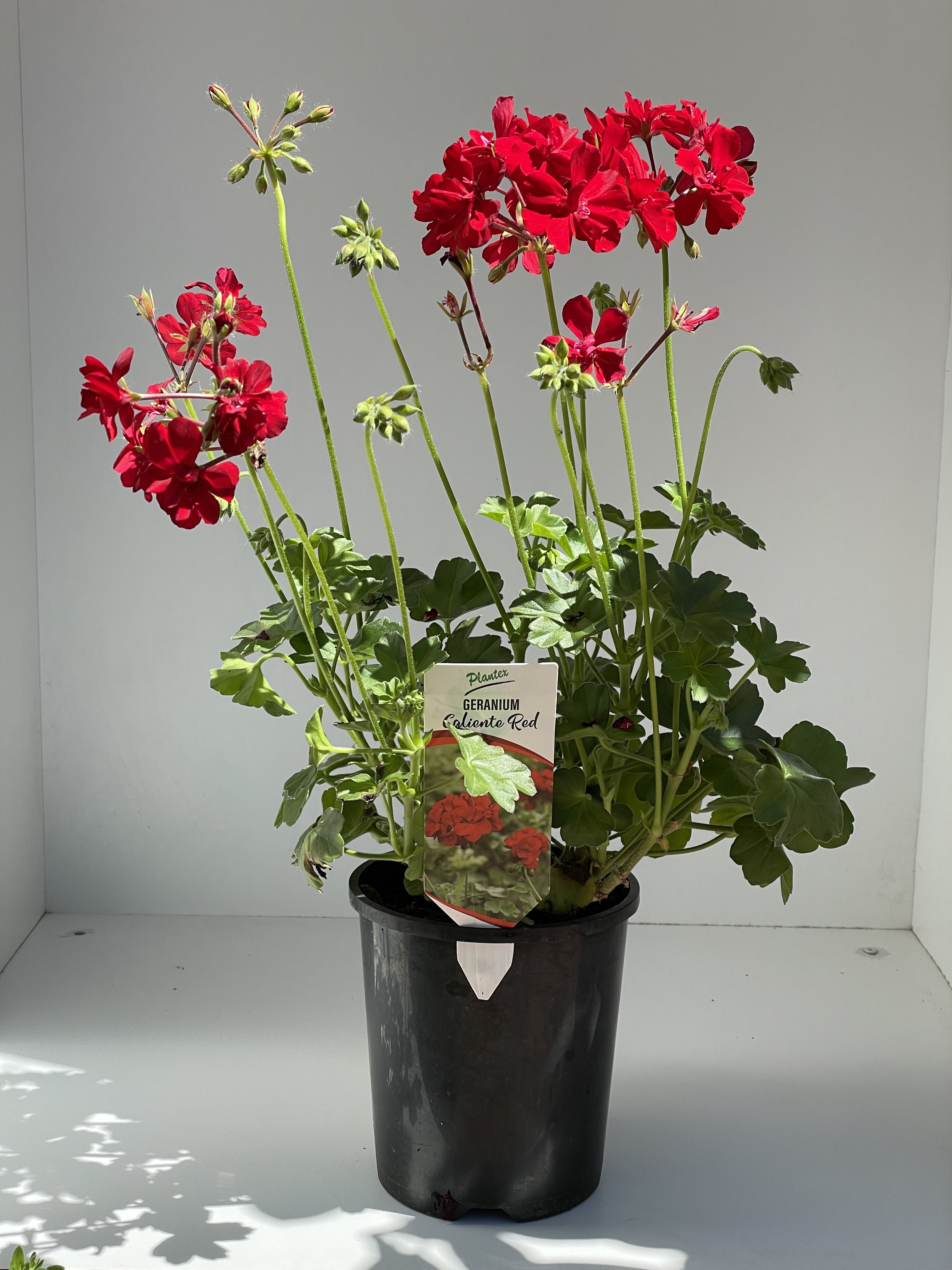 Geranium ‘Caliente Red’ – Northcote Nursery
