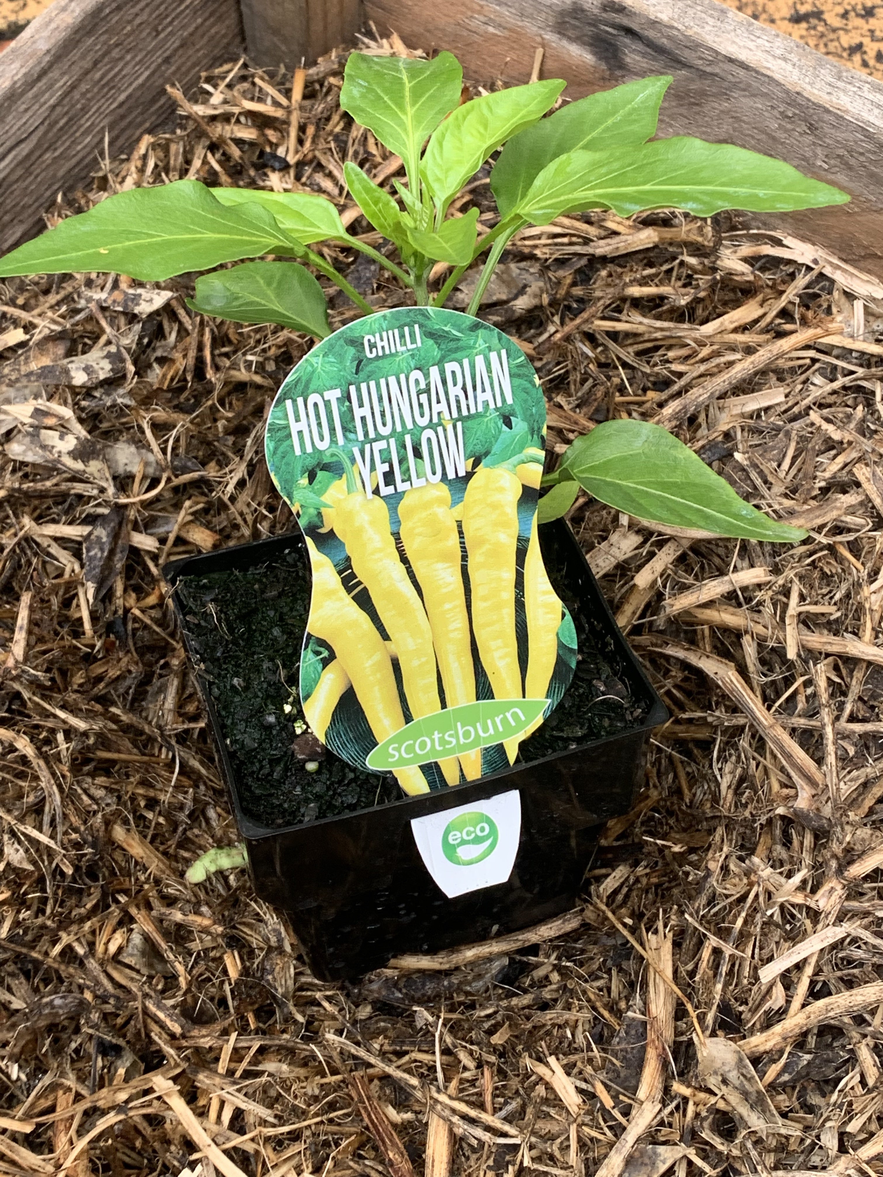 Chilli 'Hungarian Hot Yellow' – Northcote Nursery