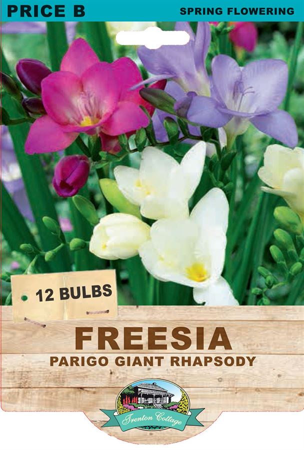 Freesia 'Parigo Giant Rhapsody' – Northcote Nursery