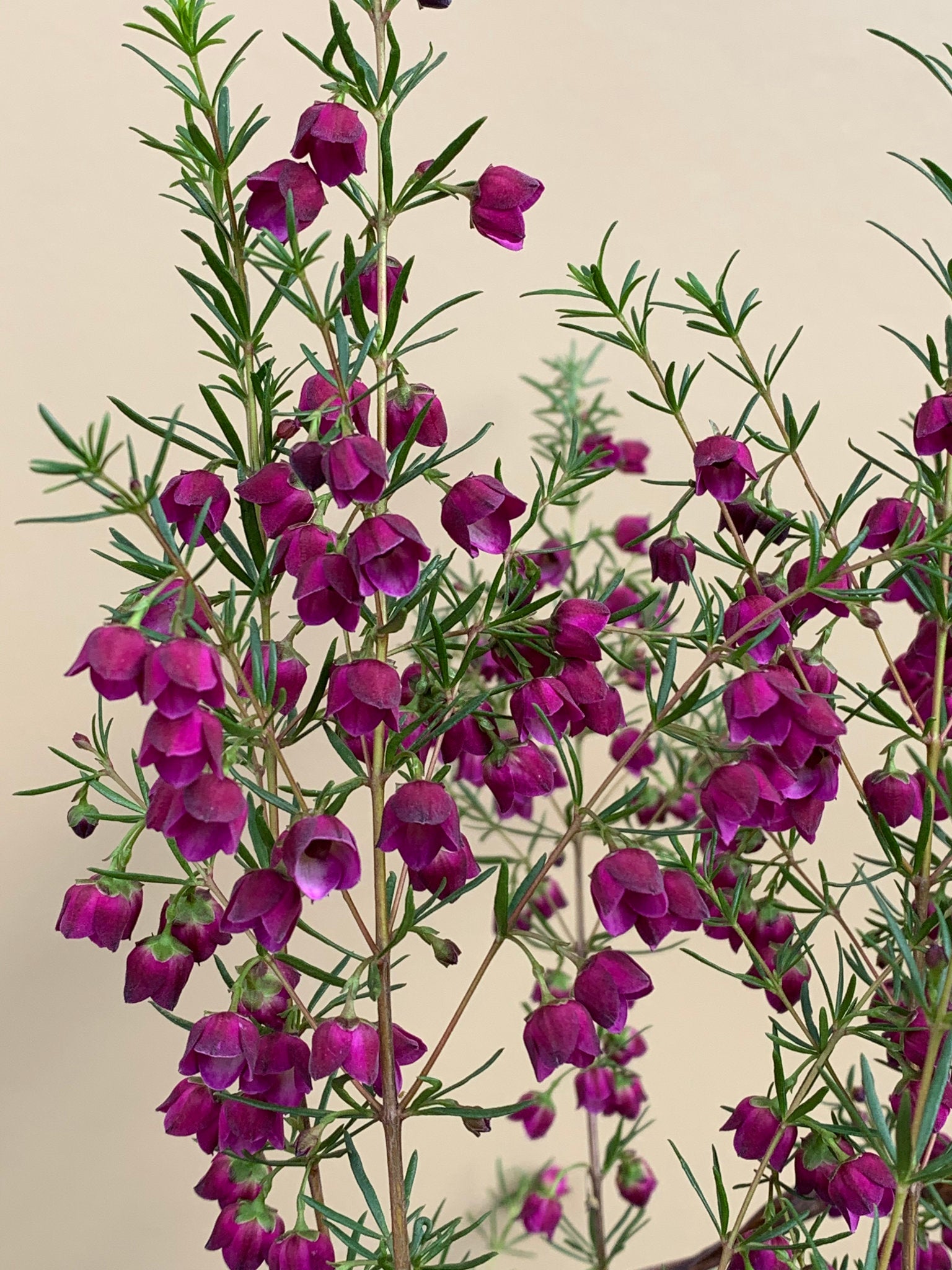 Boronia 'Purple Jared' – Northcote Nursery