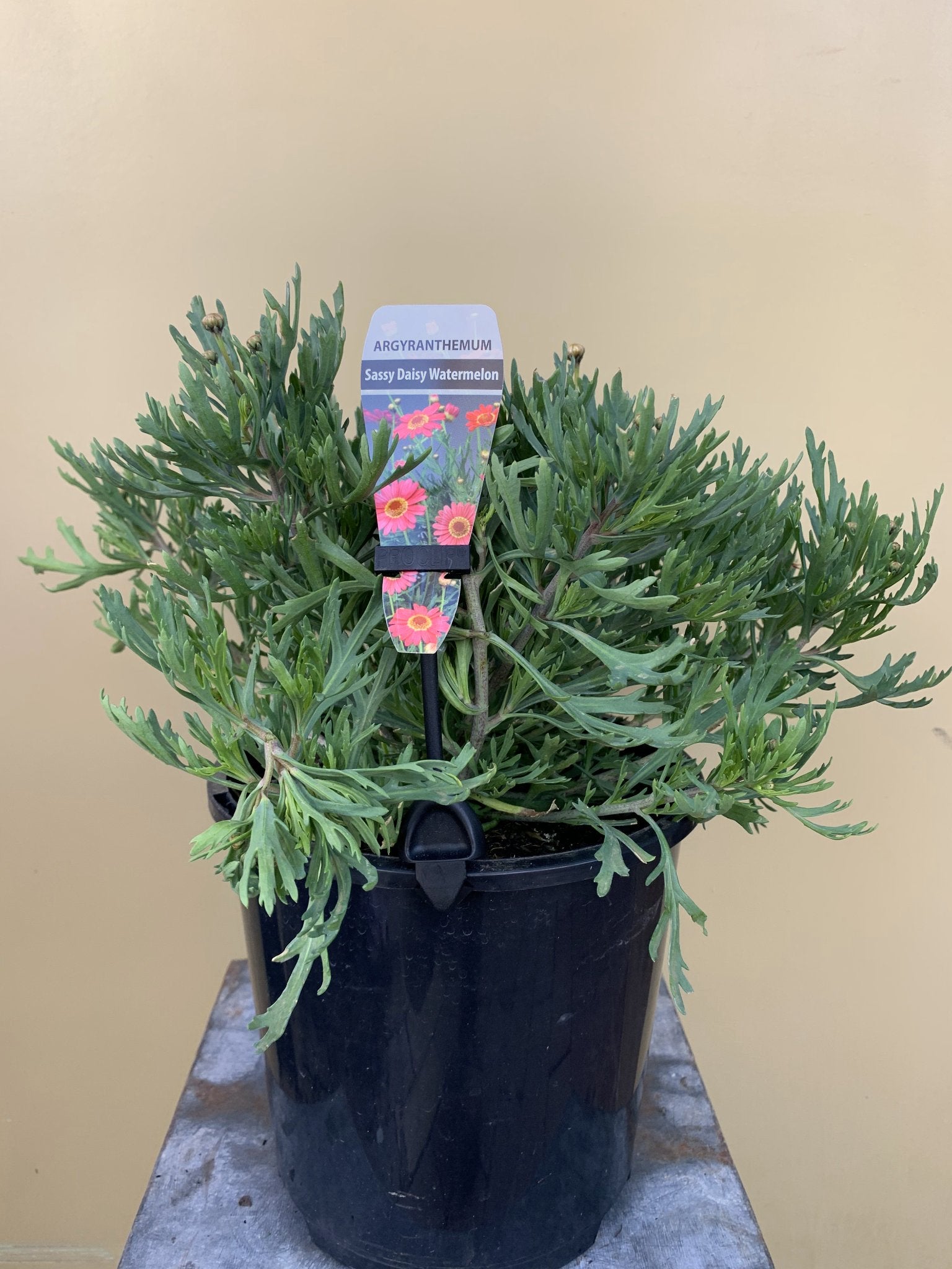 Argyranthemum 'Sassy Daisy Watermelon' – Northcote Nursery