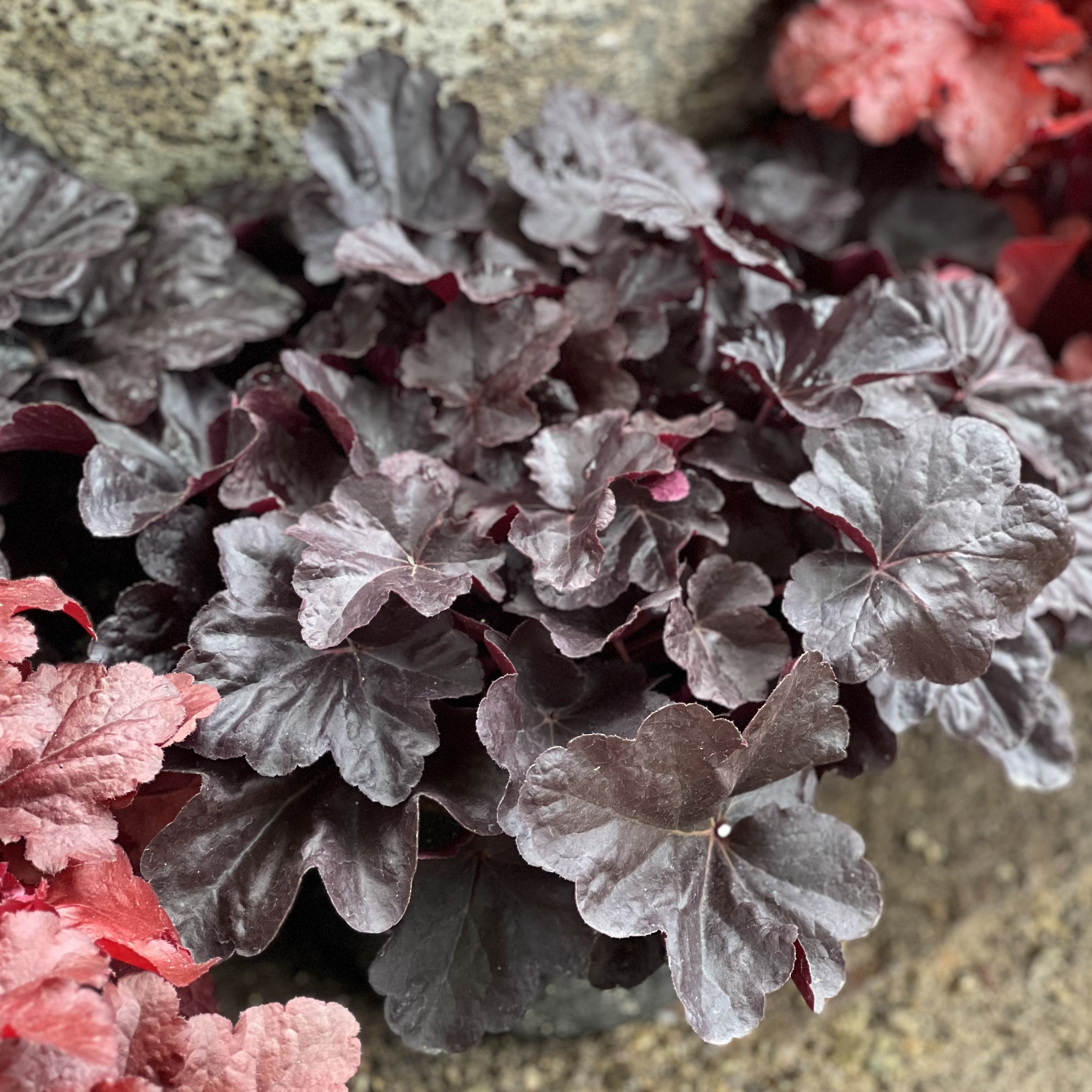 Heuchera 'Obsidian' – Northcote Nursery