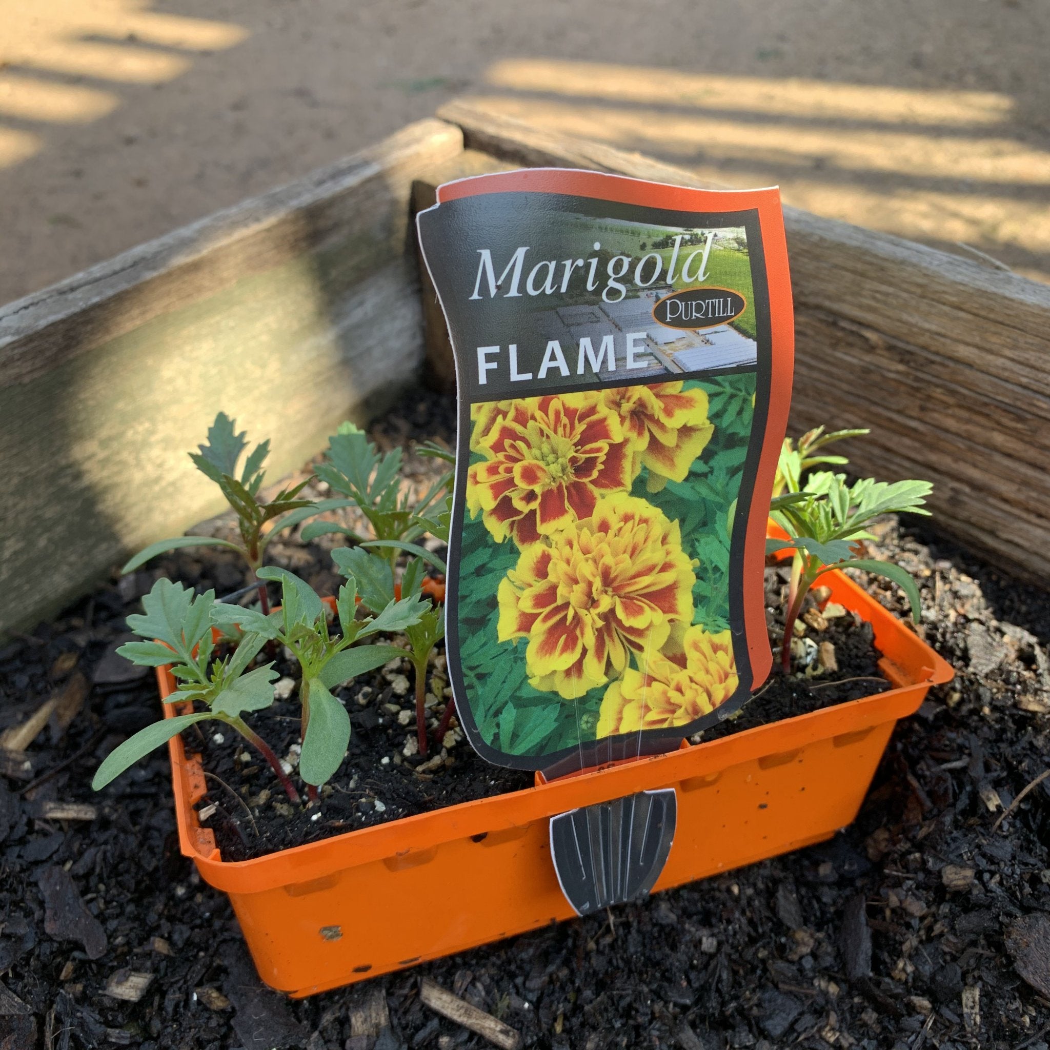 Marigold 'Flame' – Northcote Nursery
