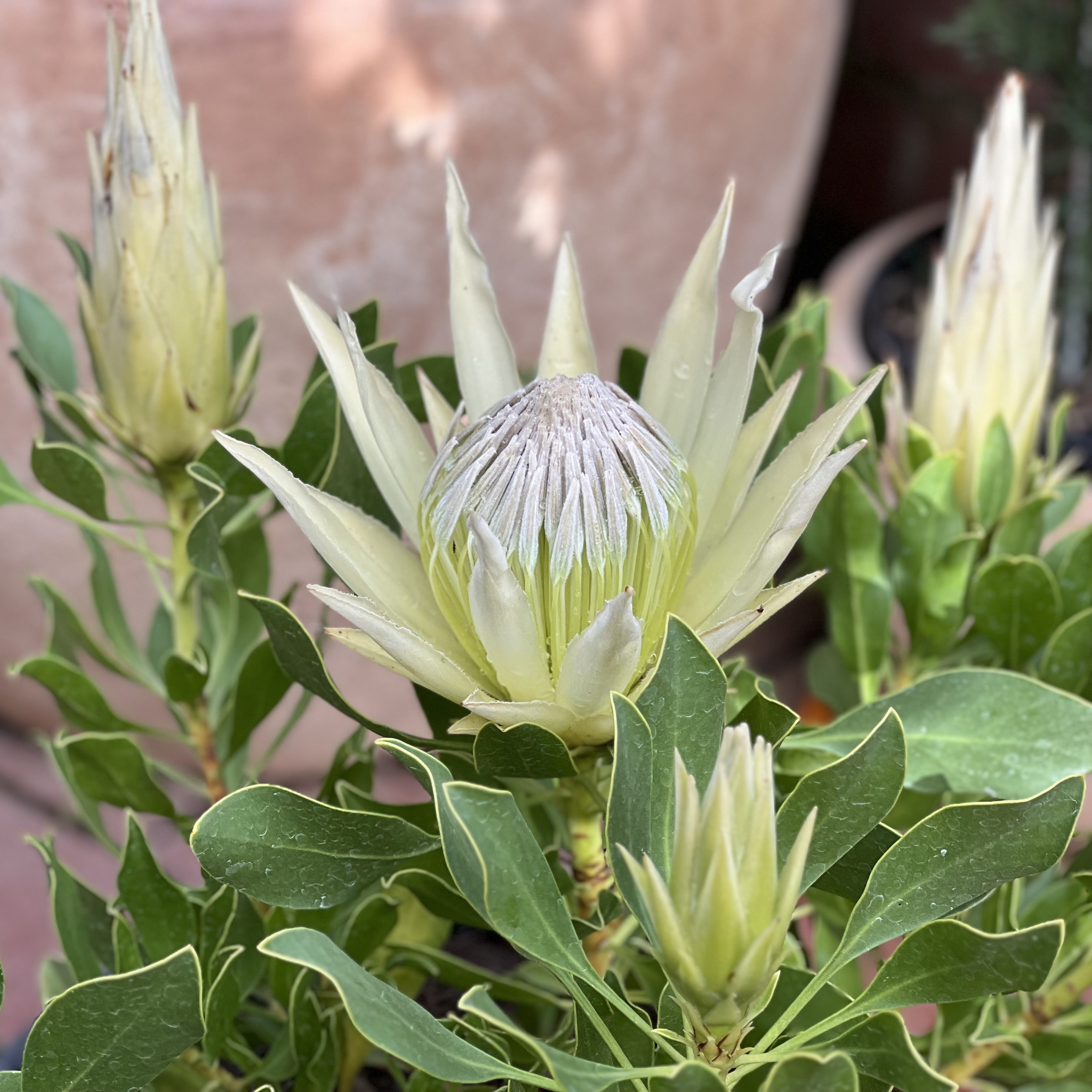 Protea 'White Crown' – Northcote Nursery