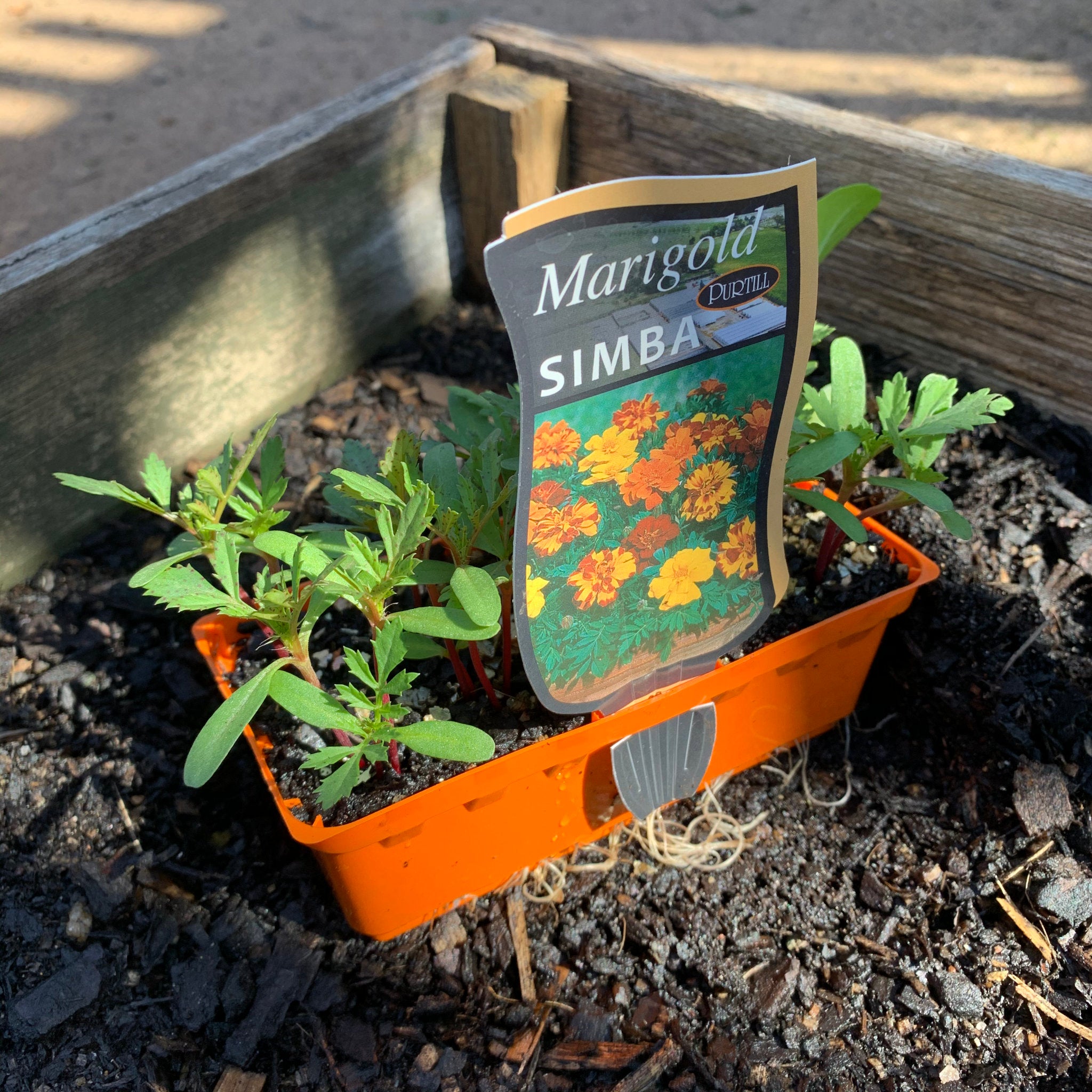 Marigold 'Simba' – Northcote Nursery