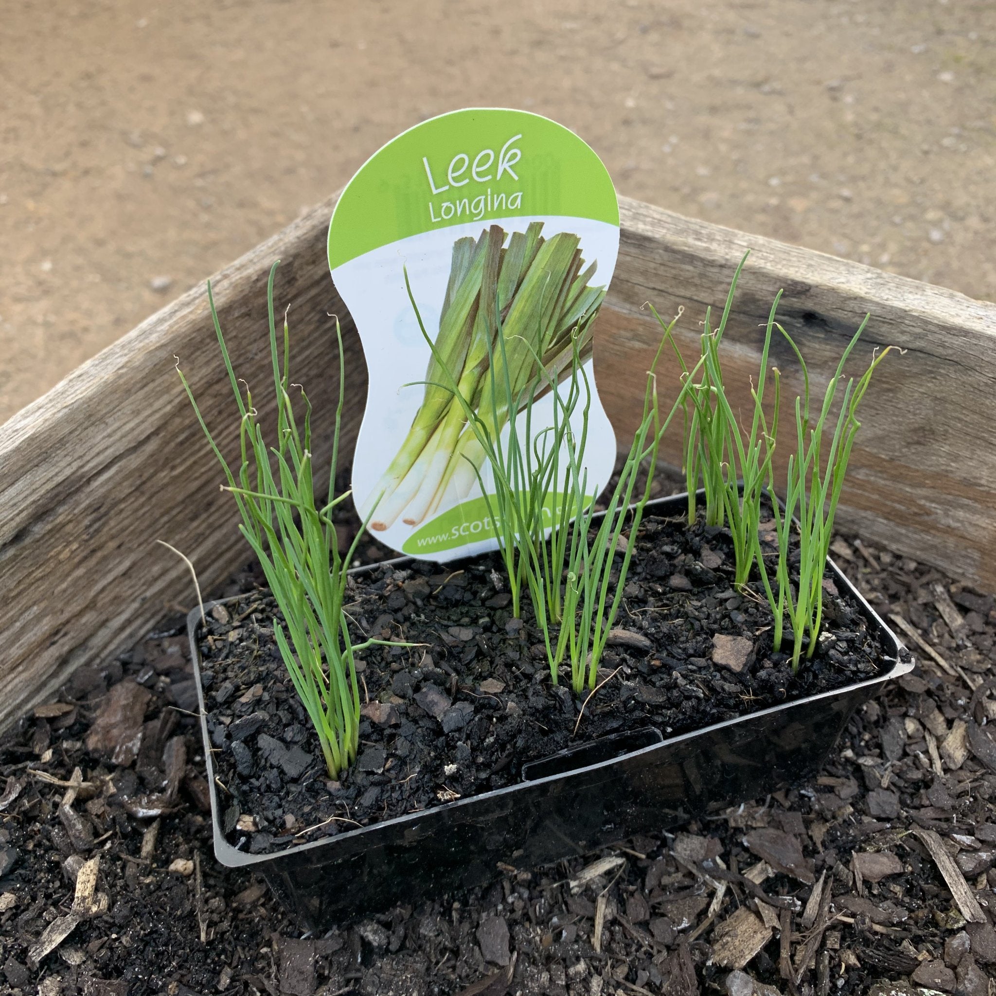 Leek 'Longina' – Northcote Nursery