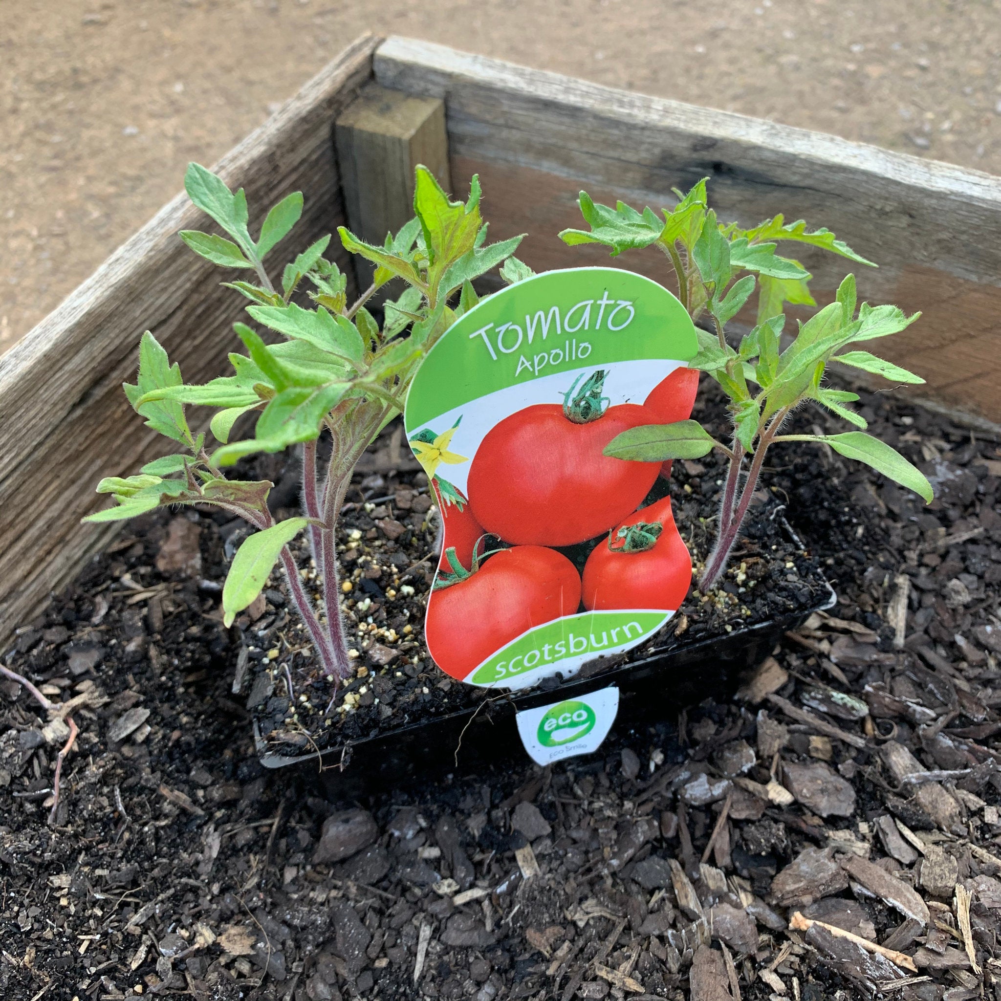 Tomato 'Apollo' – Northcote Nursery