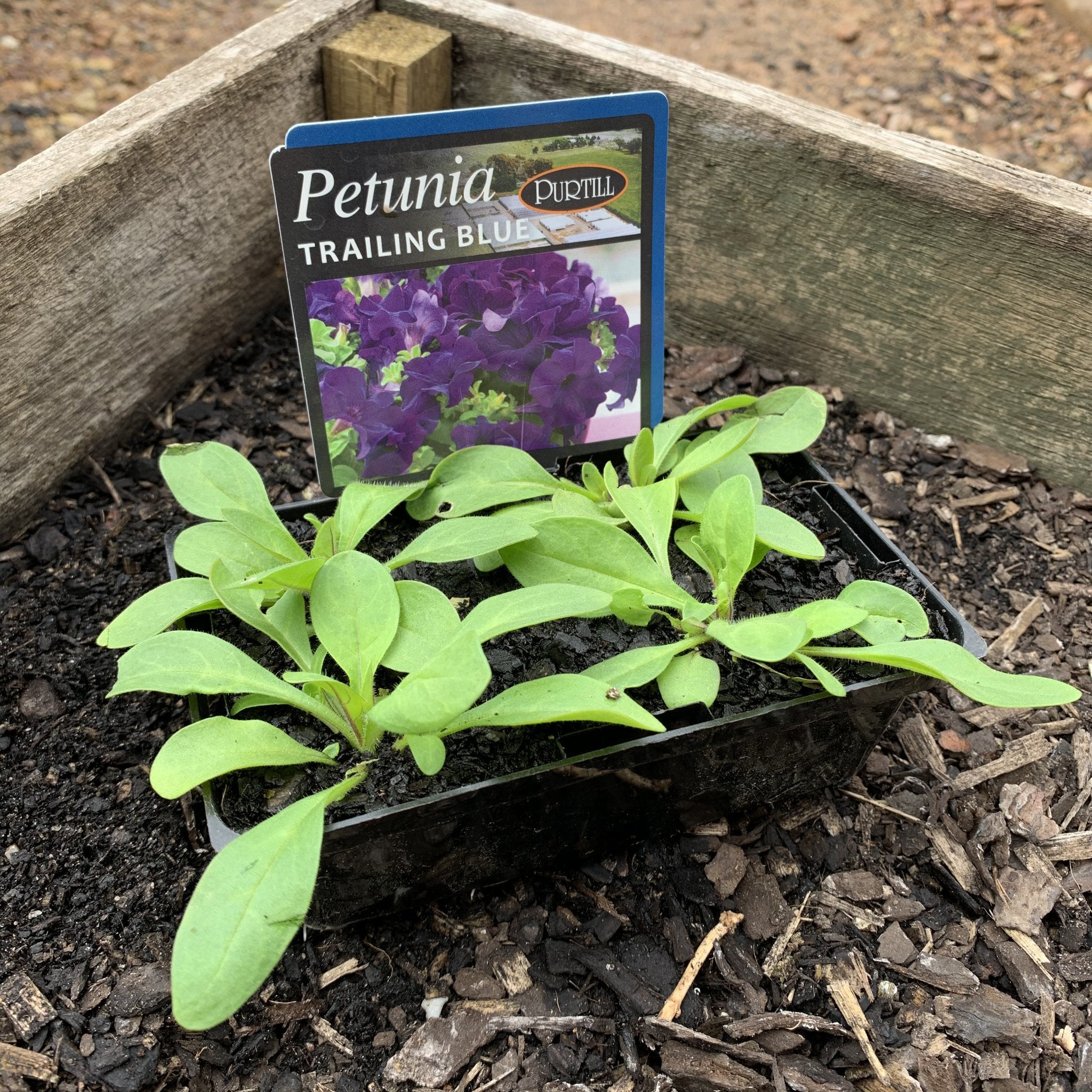 Petunia 'Trailing Blue' – Northcote Nursery