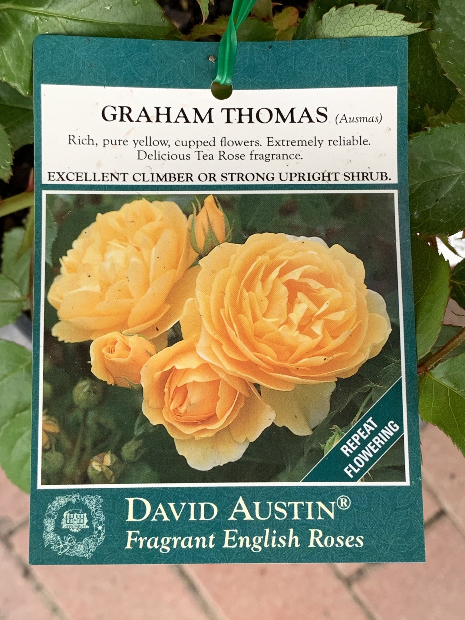 Rose - David Austin 'Graham Thomas' – Northcote Nursery