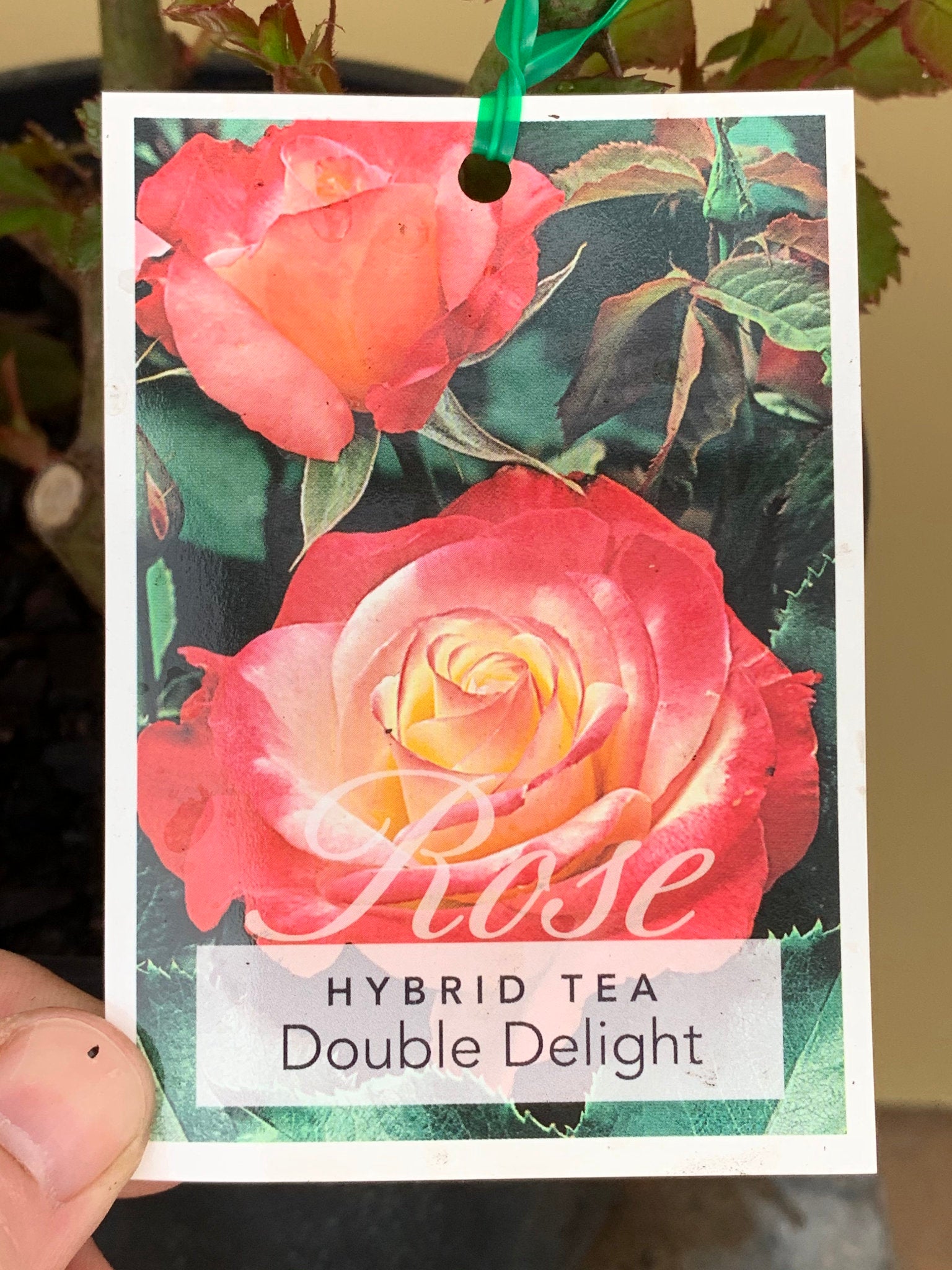 Rose 'Double Delight' – Northcote Nursery