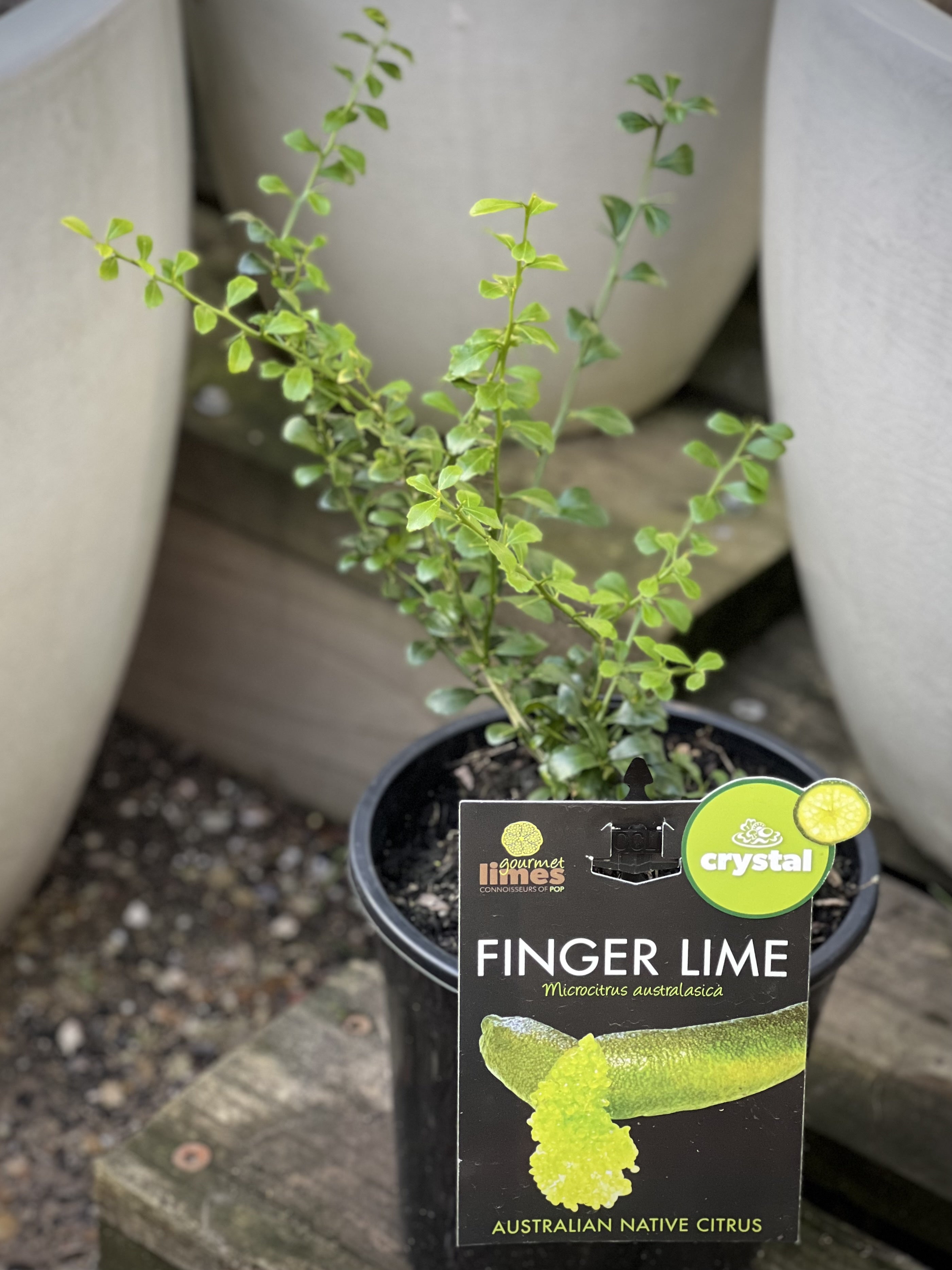 Finger Lime 'Crystal' – Northcote Nursery