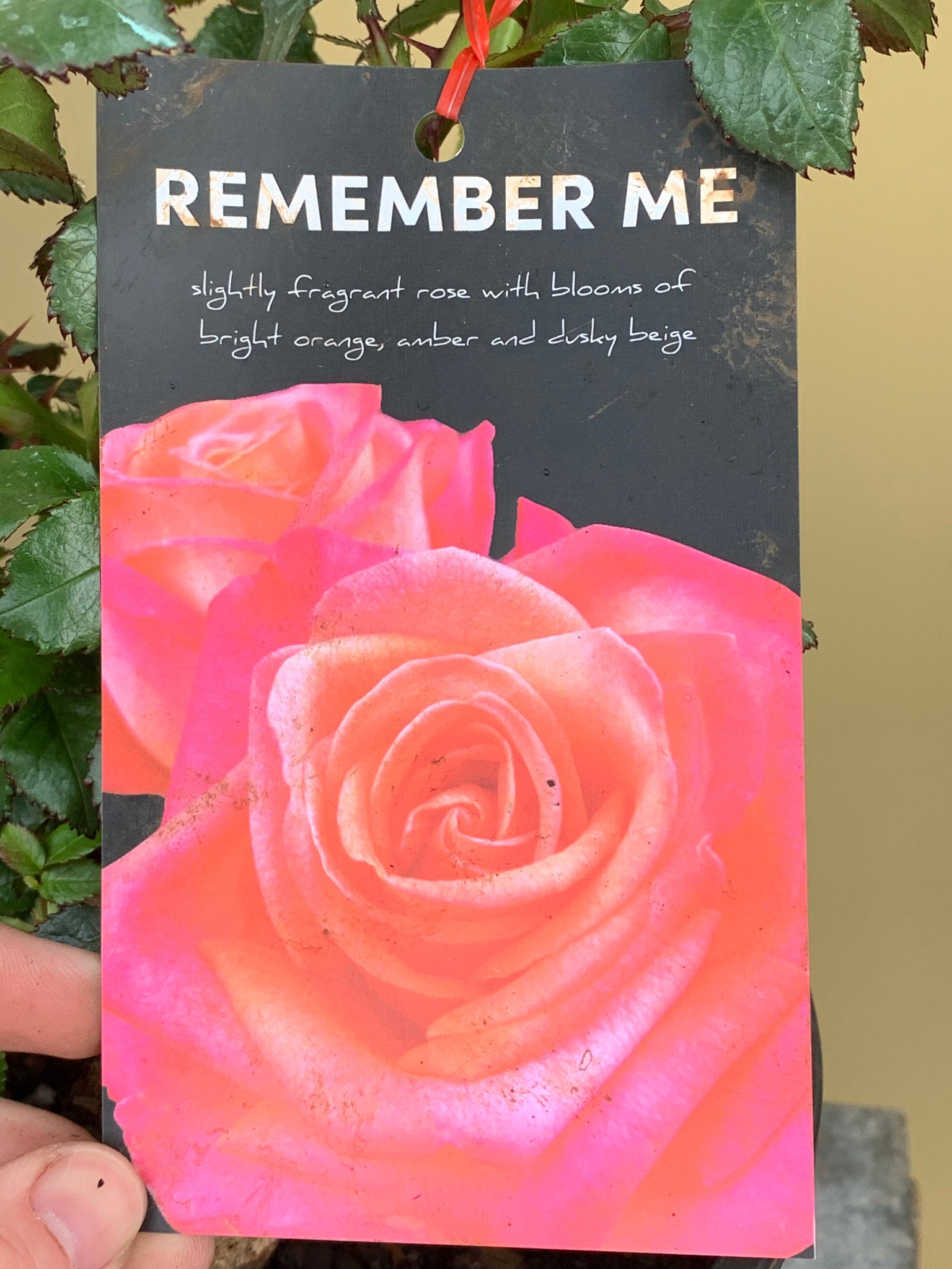 Rose 'Remember Me' – Northcote Nursery