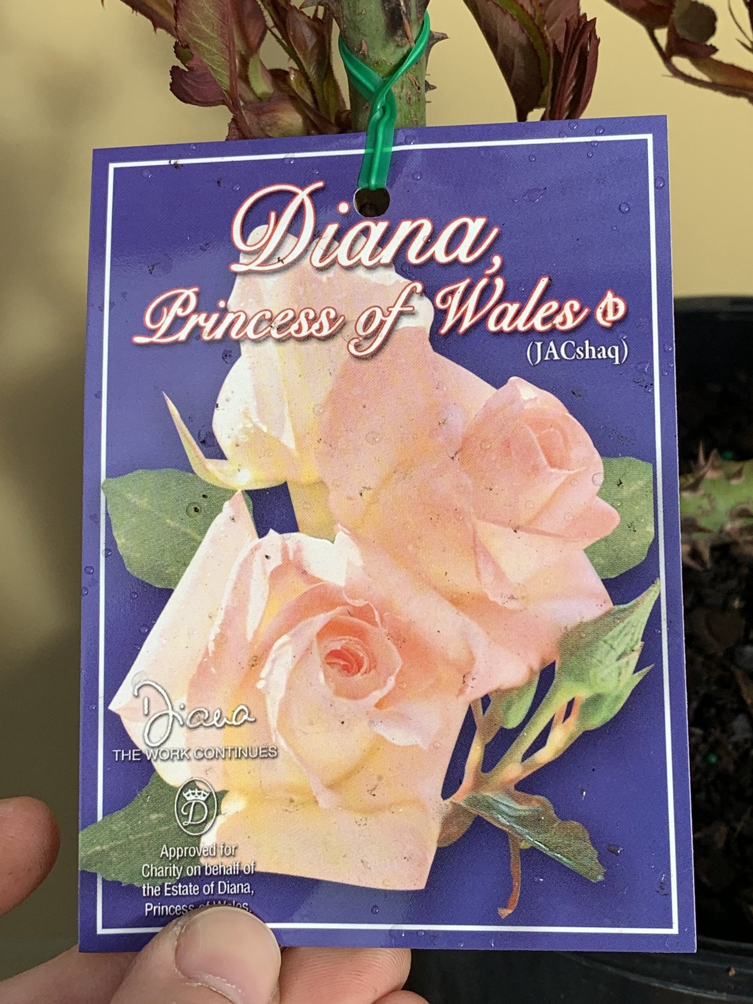 Rose 'Diana Princess of Wales' – Northcote Nursery