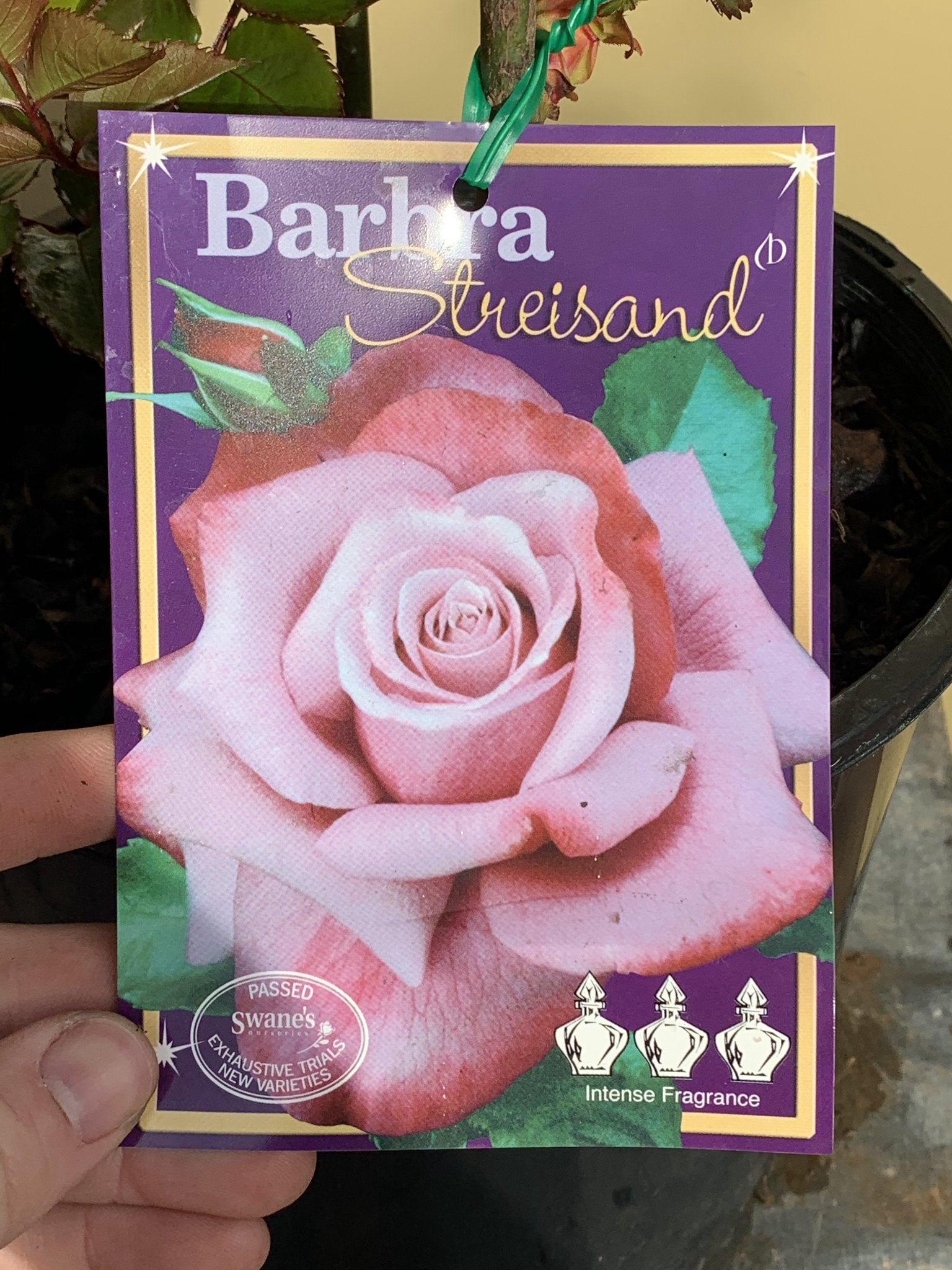 Rose 'Barbra Streisand' – Northcote Nursery