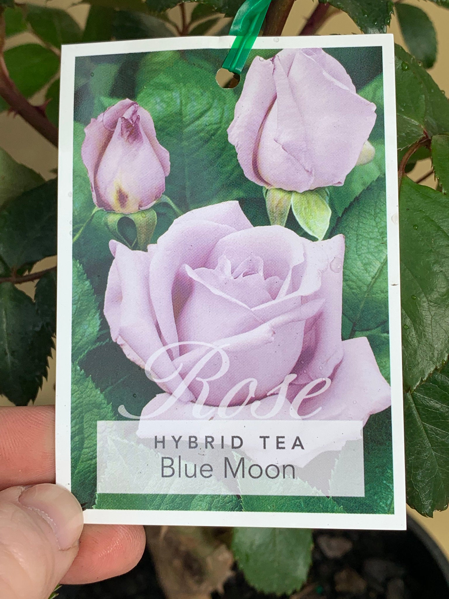 Rose 'Blue Moon' Bush – Northcote Nursery