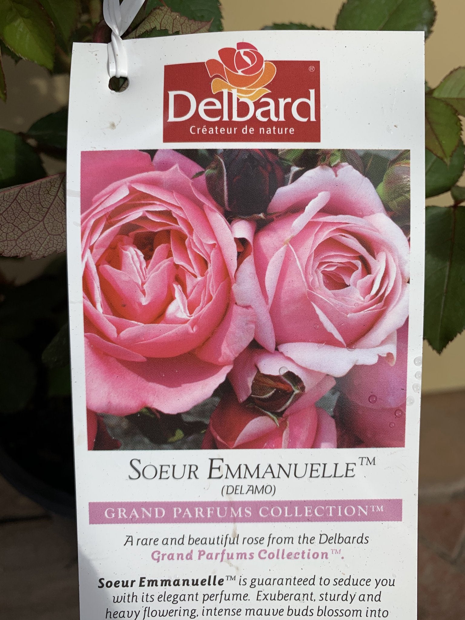 Rose 'Soeur Emmanuelle' – Northcote Nursery