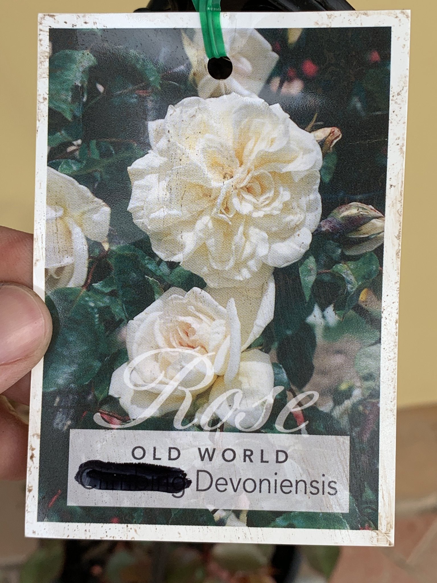 Rose 'Devoniensis' – Northcote Nursery