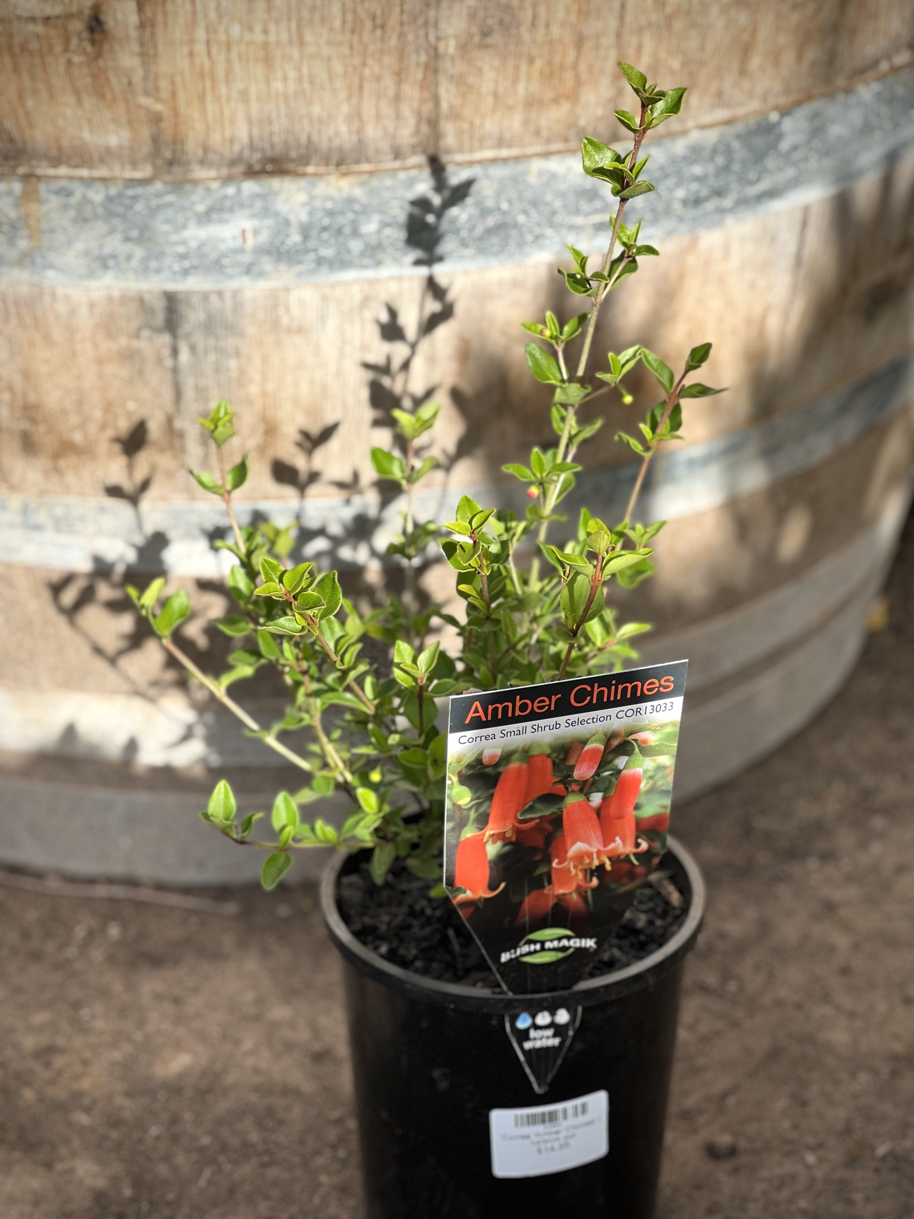 Correa 'Amber Chimes' – Northcote Nursery