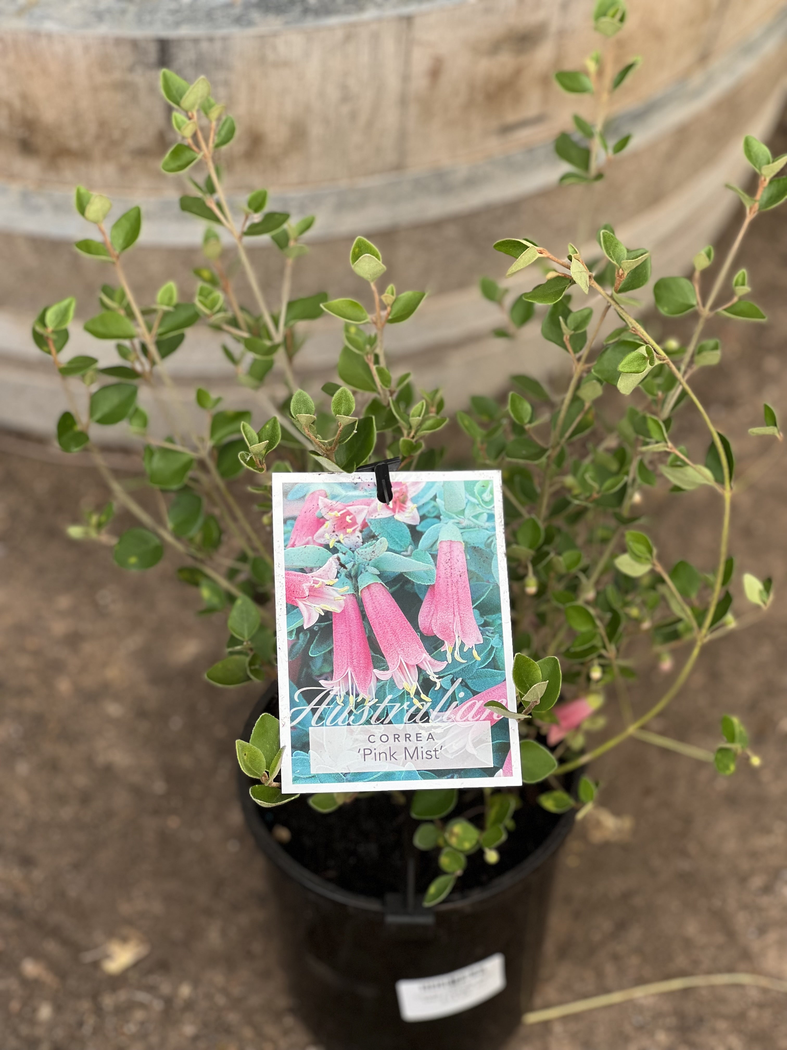 Correa pulchella 'Pink Mist' – Northcote Nursery