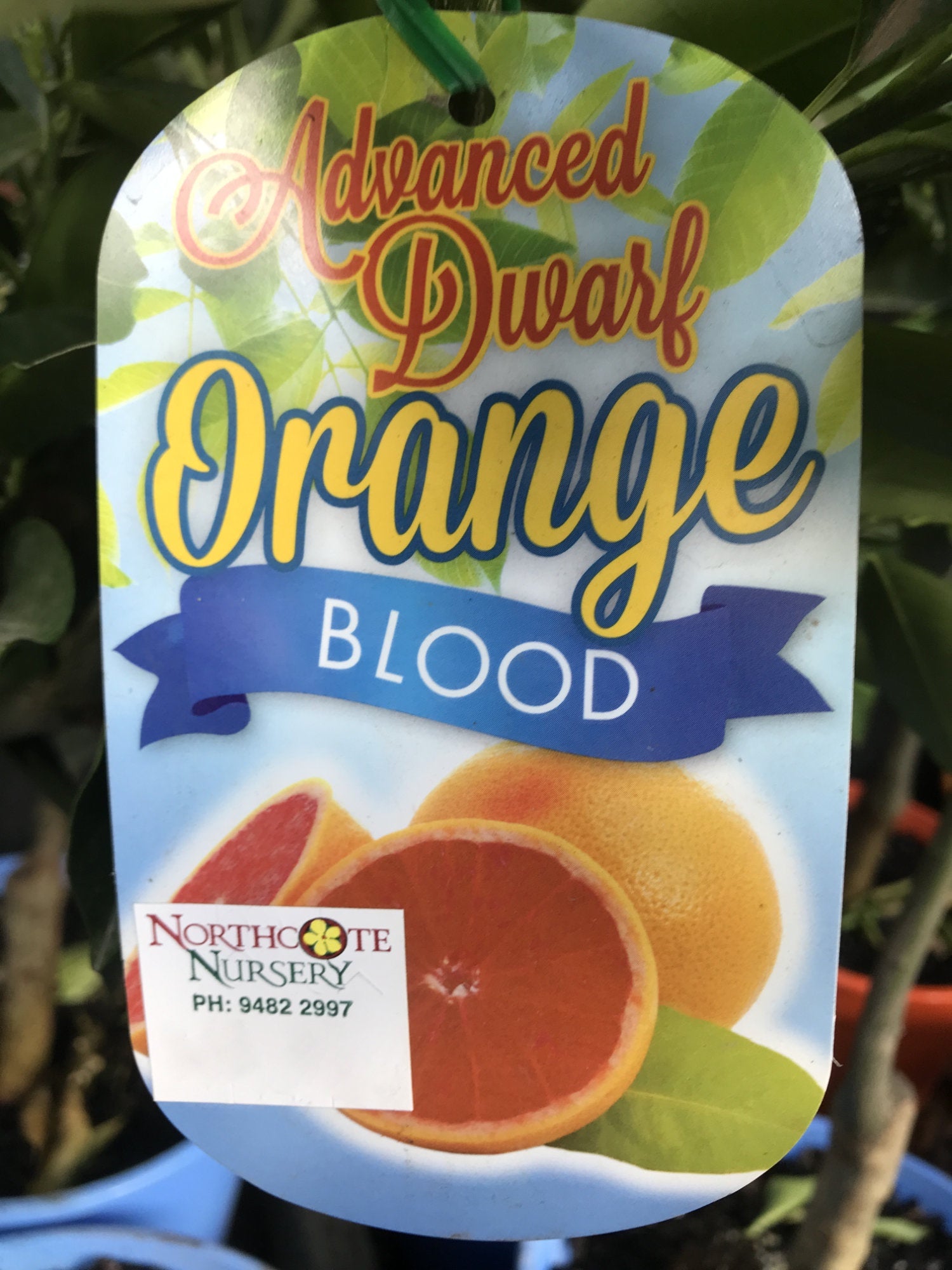 Dwarf Orange 'Blood' (Citrus x sinensis) – Northcote Nursery
