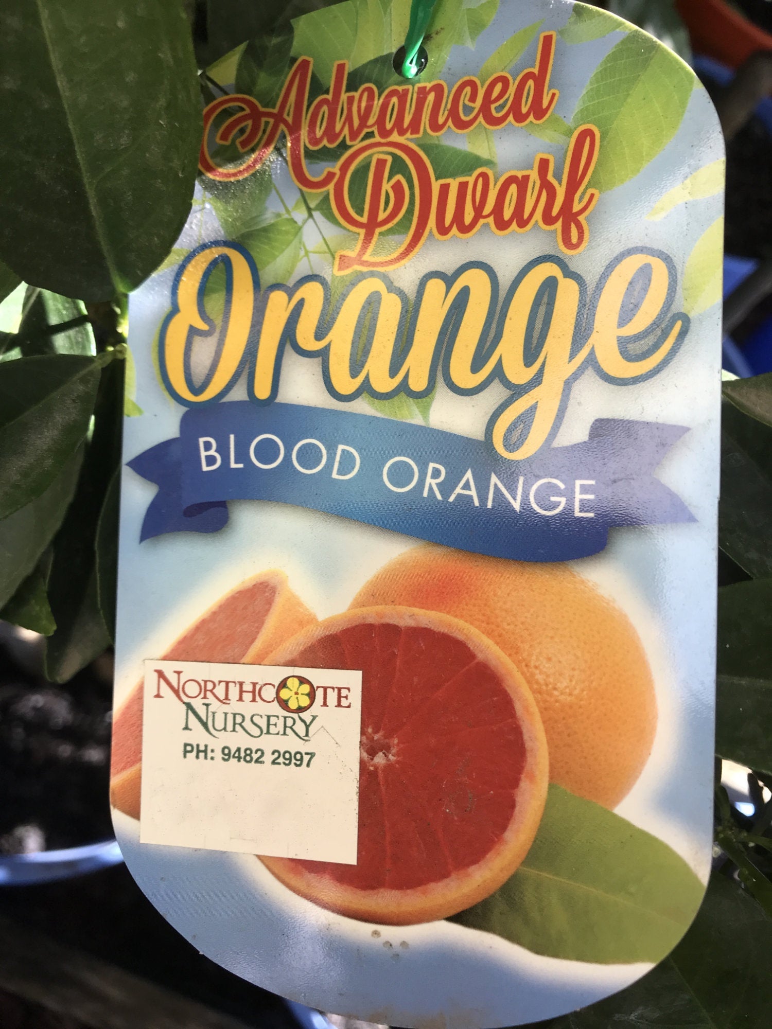 Dwarf Orange 'Blood' (Citrus paradisi x reticulata) – Northcote Nursery
