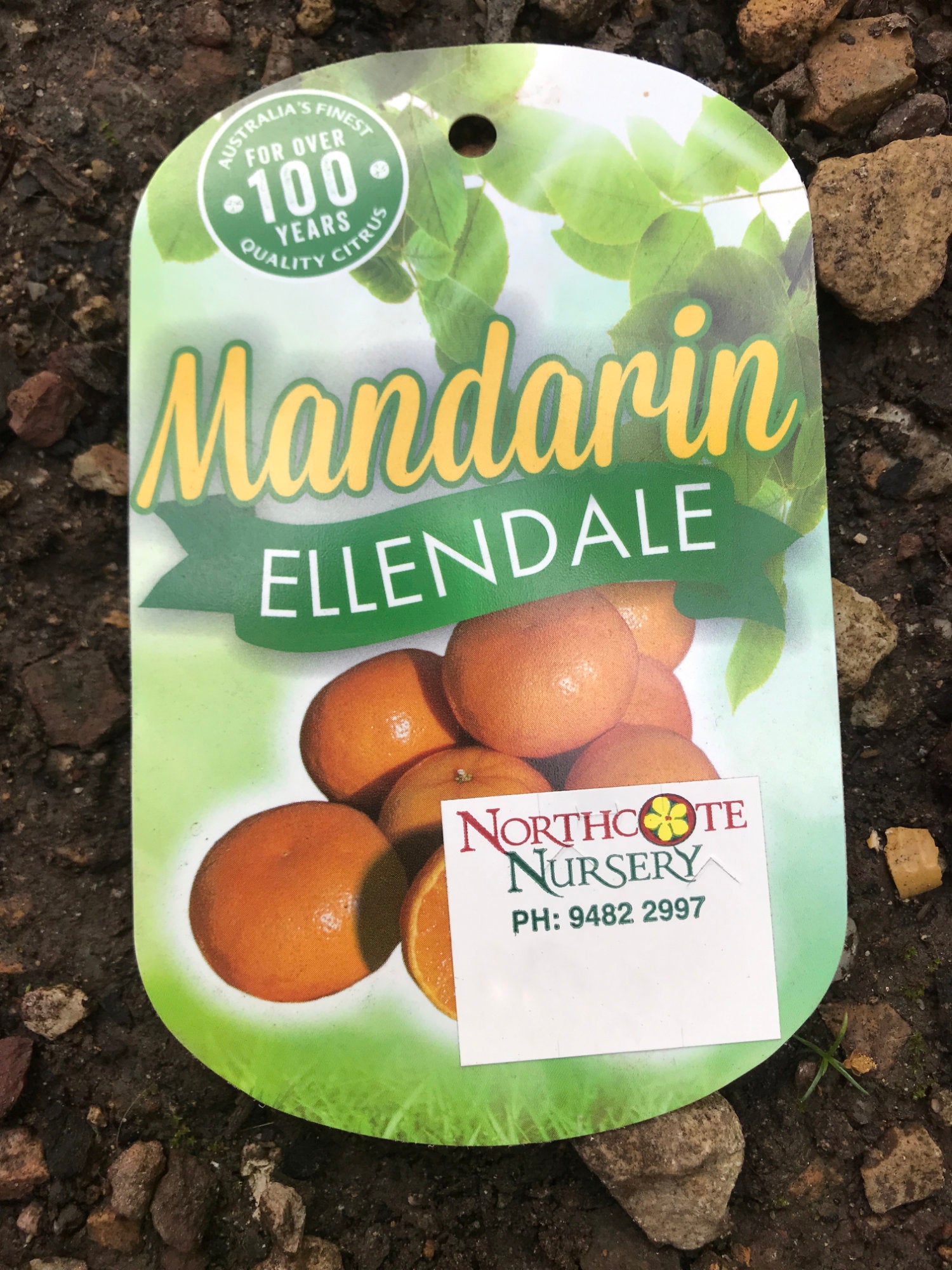Mandarin 'Ellendale' – Northcote Nursery