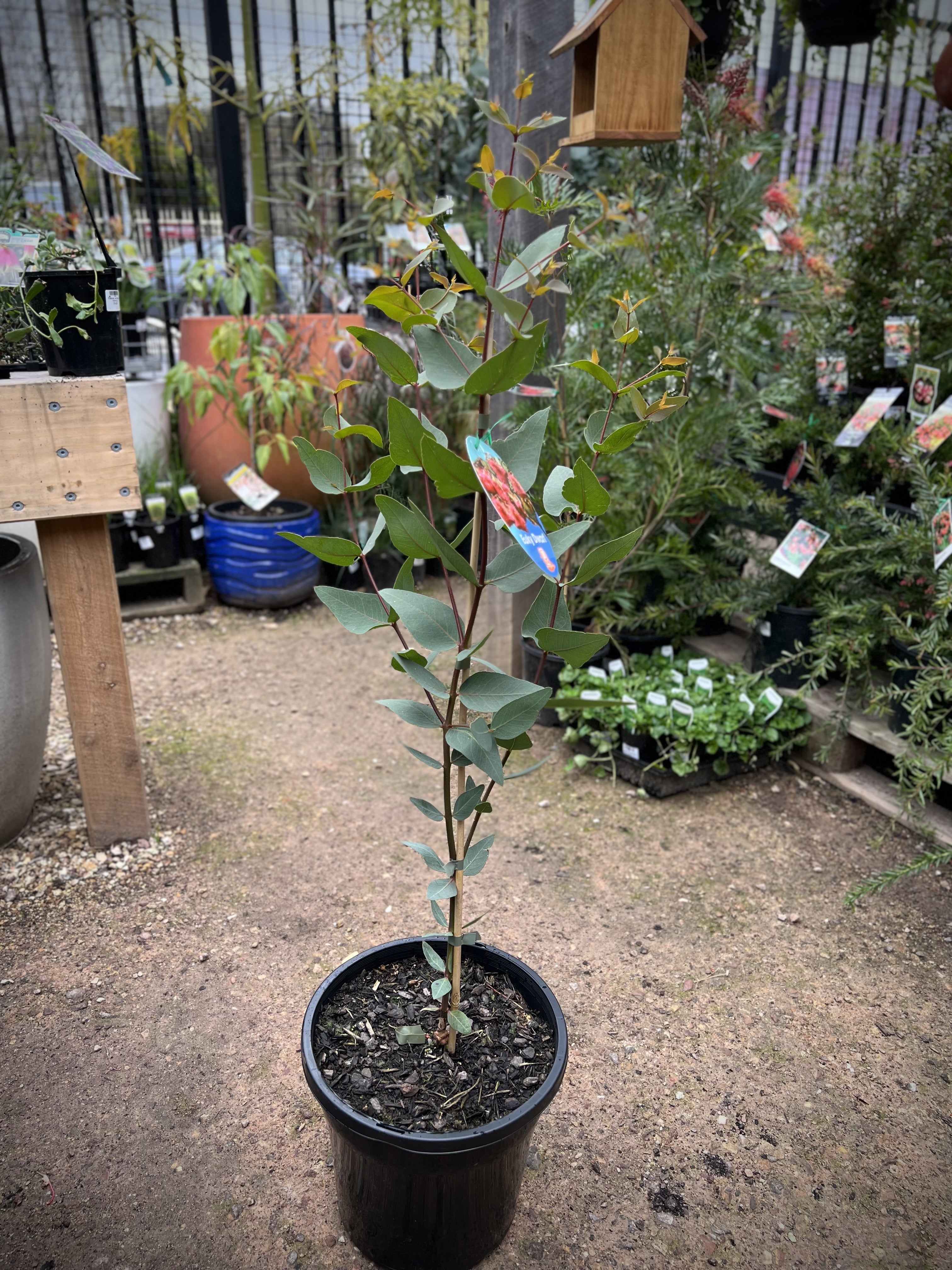 Eucalyptus leucoxylon 'Euky Dwarf' – Northcote Nursery