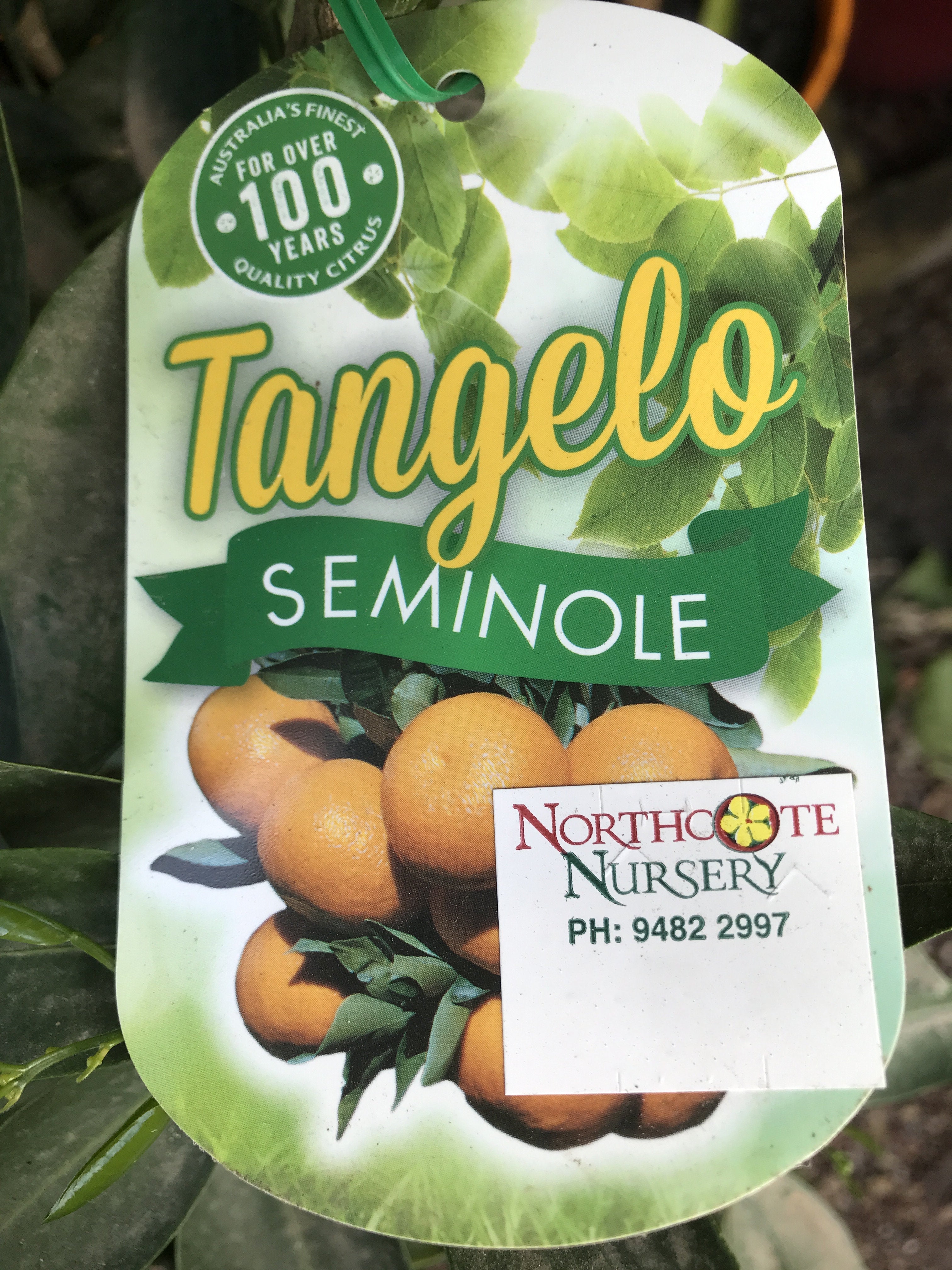 Tangelo 'Seminole' – Northcote Nursery