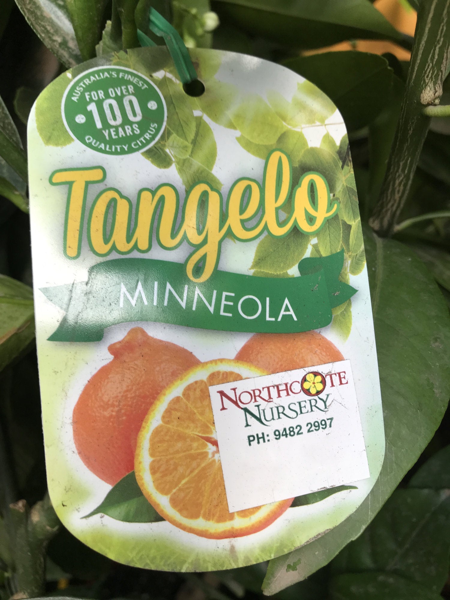 Tangelo 'Minneola' – Northcote Nursery