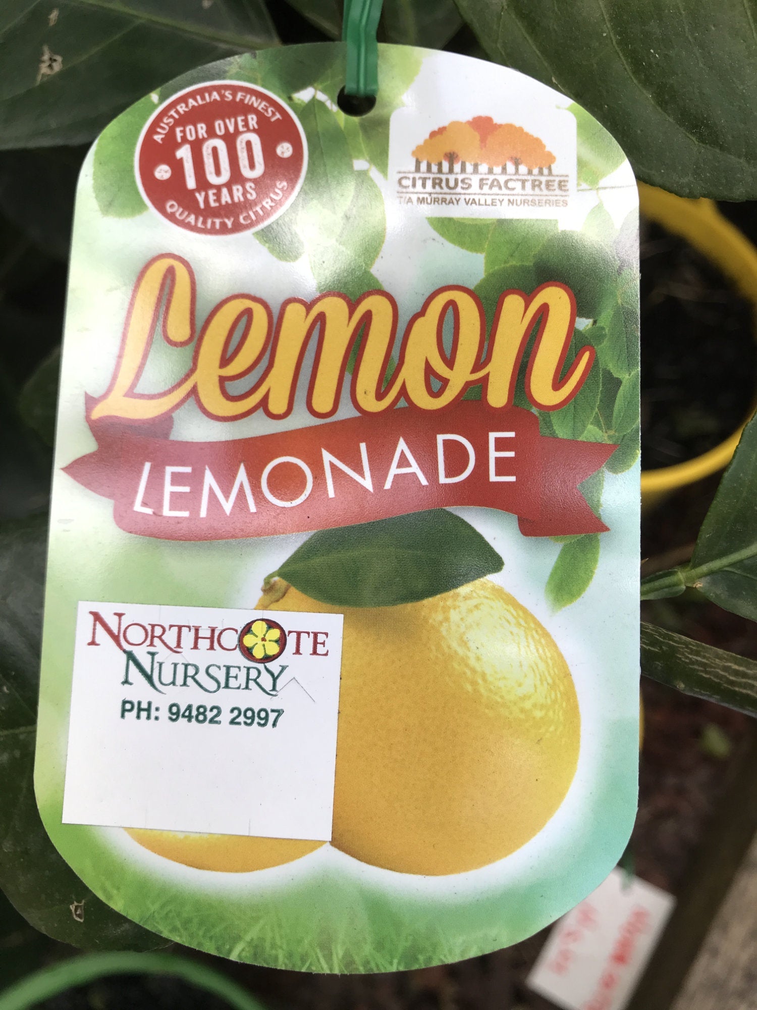 Lemon 'Lemonade' – Northcote Nursery