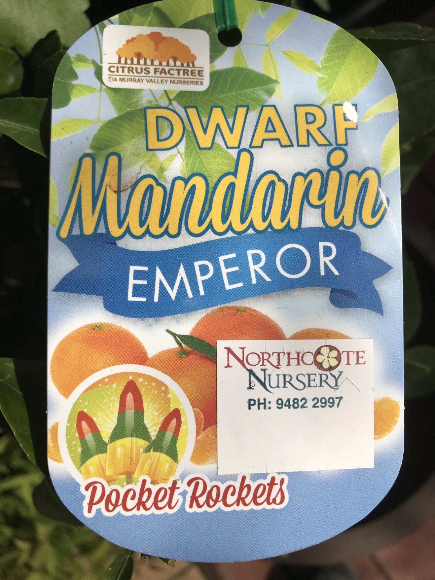 Dwarf Mandarin 'Emperor' – Northcote Nursery