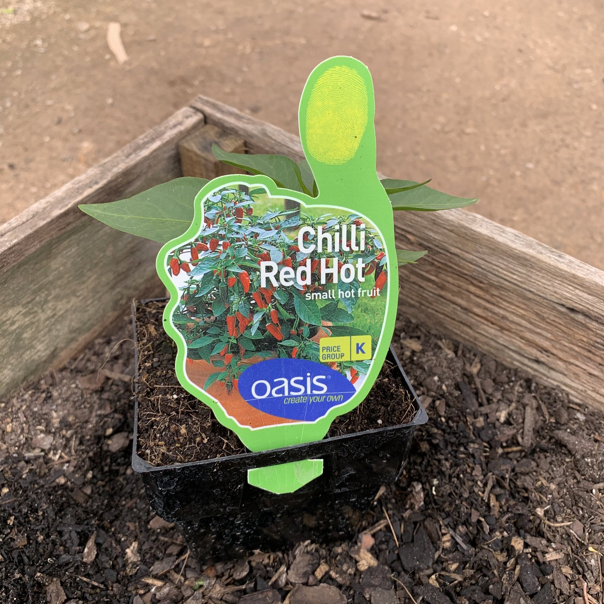 Chilli 'Red Hot' – Northcote Nursery